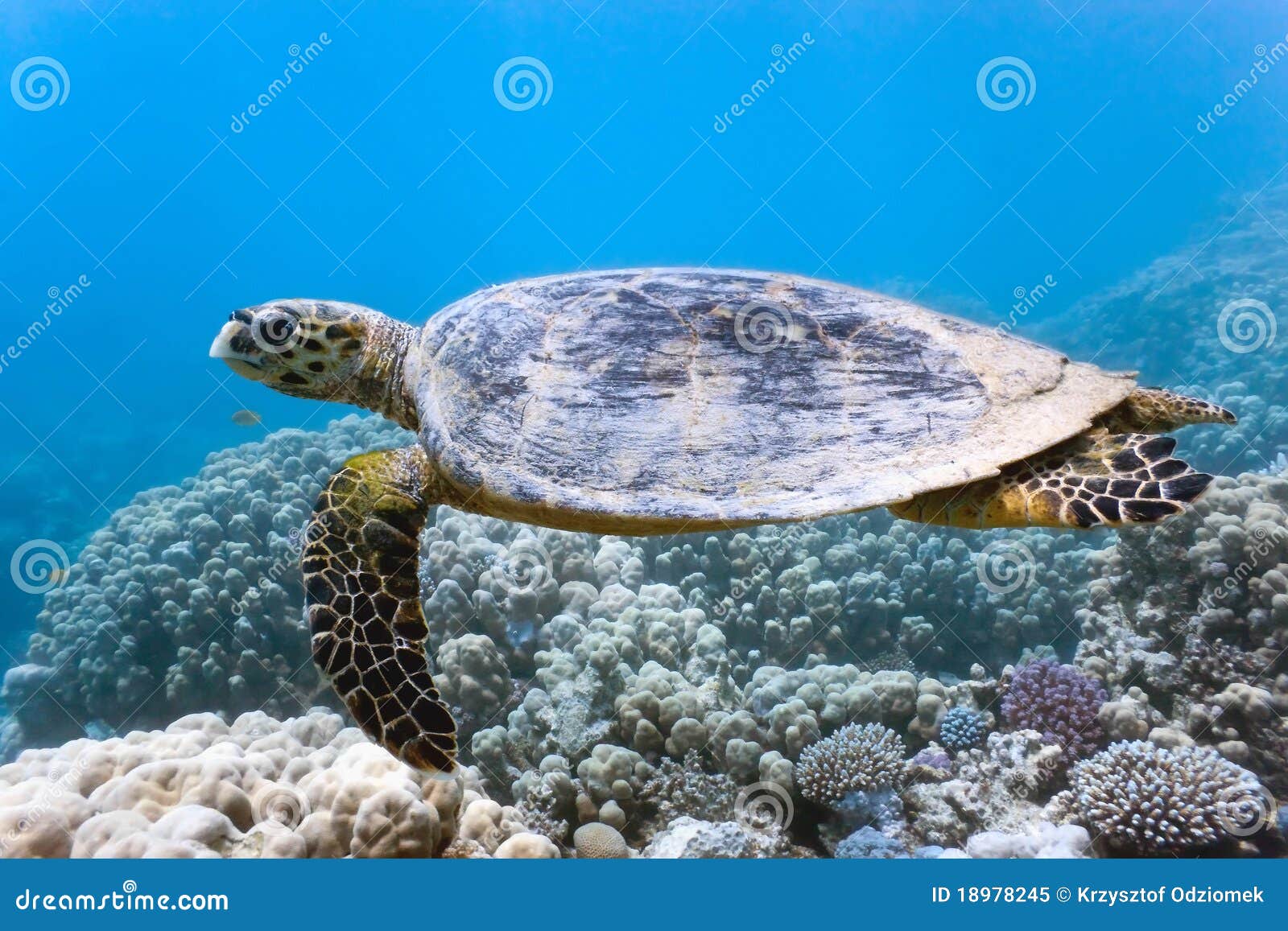 Sea Turtle on the Coral Reef Stock Image - Image of wildlife, leaves ...