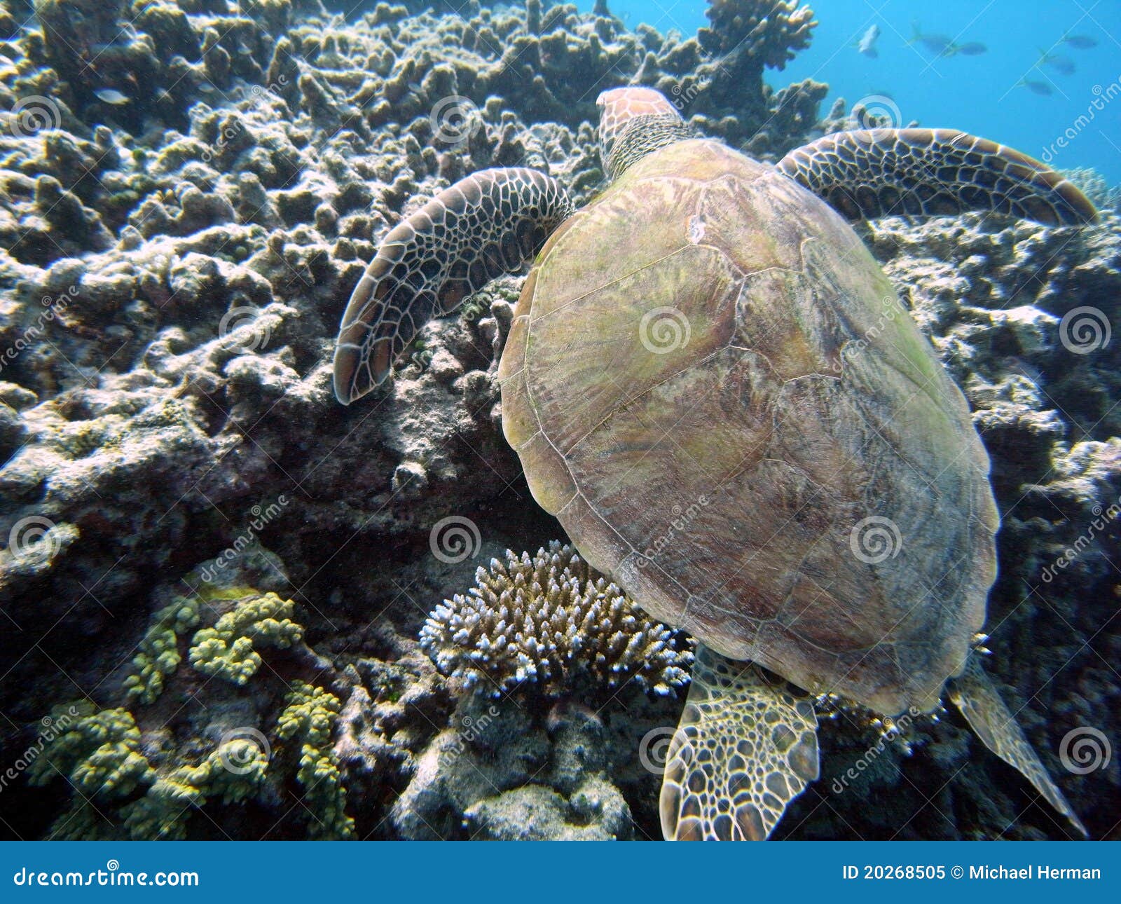 Sea turtle and coral reef stock image. Image of undersea - 20268505