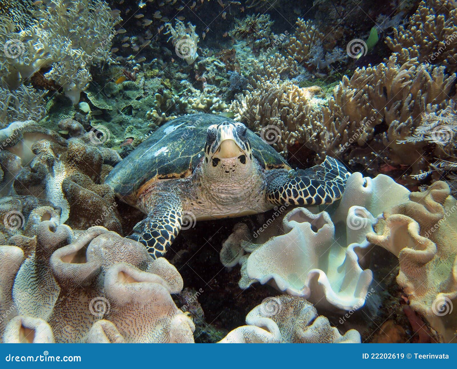 Sea Turtle on coral reef stock image. Image of aqua, dive - 22202619