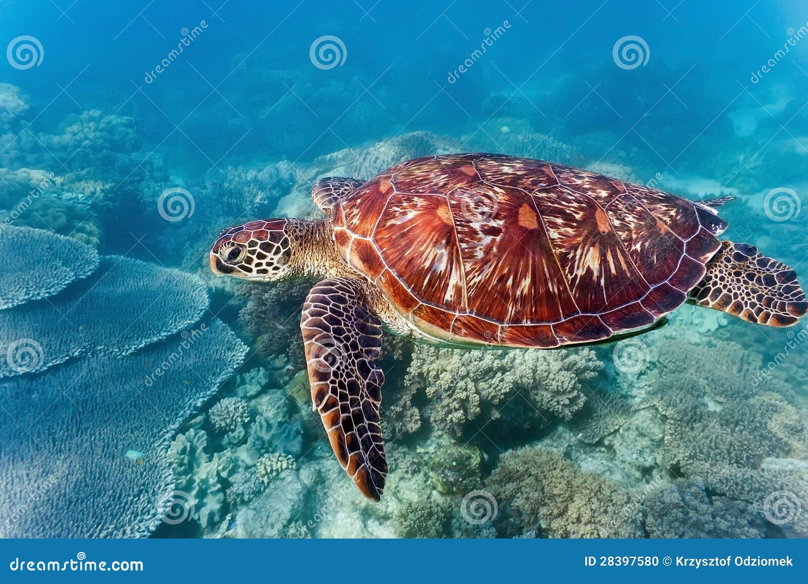 Sea Turtle on the Coral Reef Stock Photo - Image of water, nature: 28397580