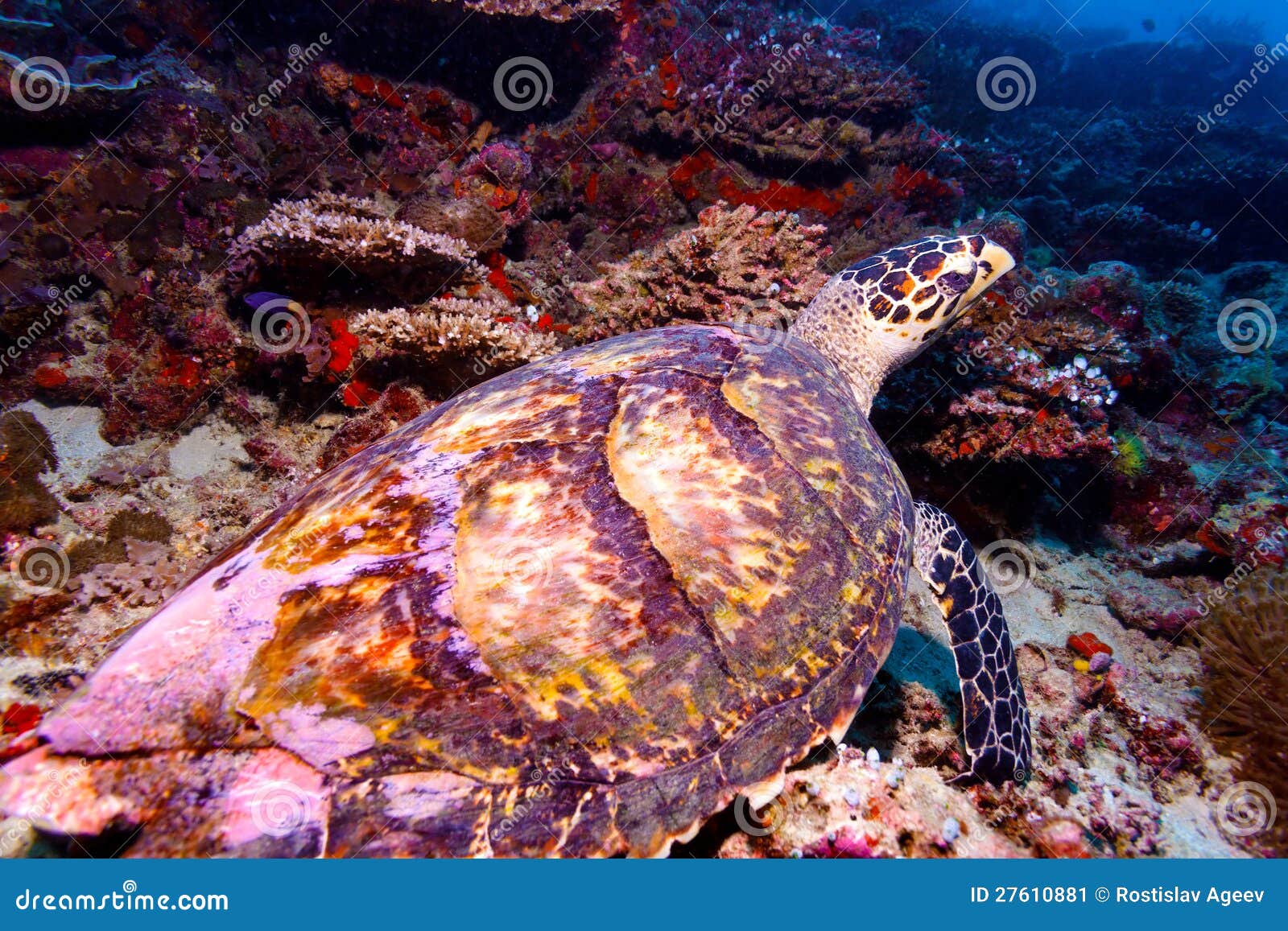 Sea Turtle On Coral Tropical Reef Stock Image - Image: 27610881