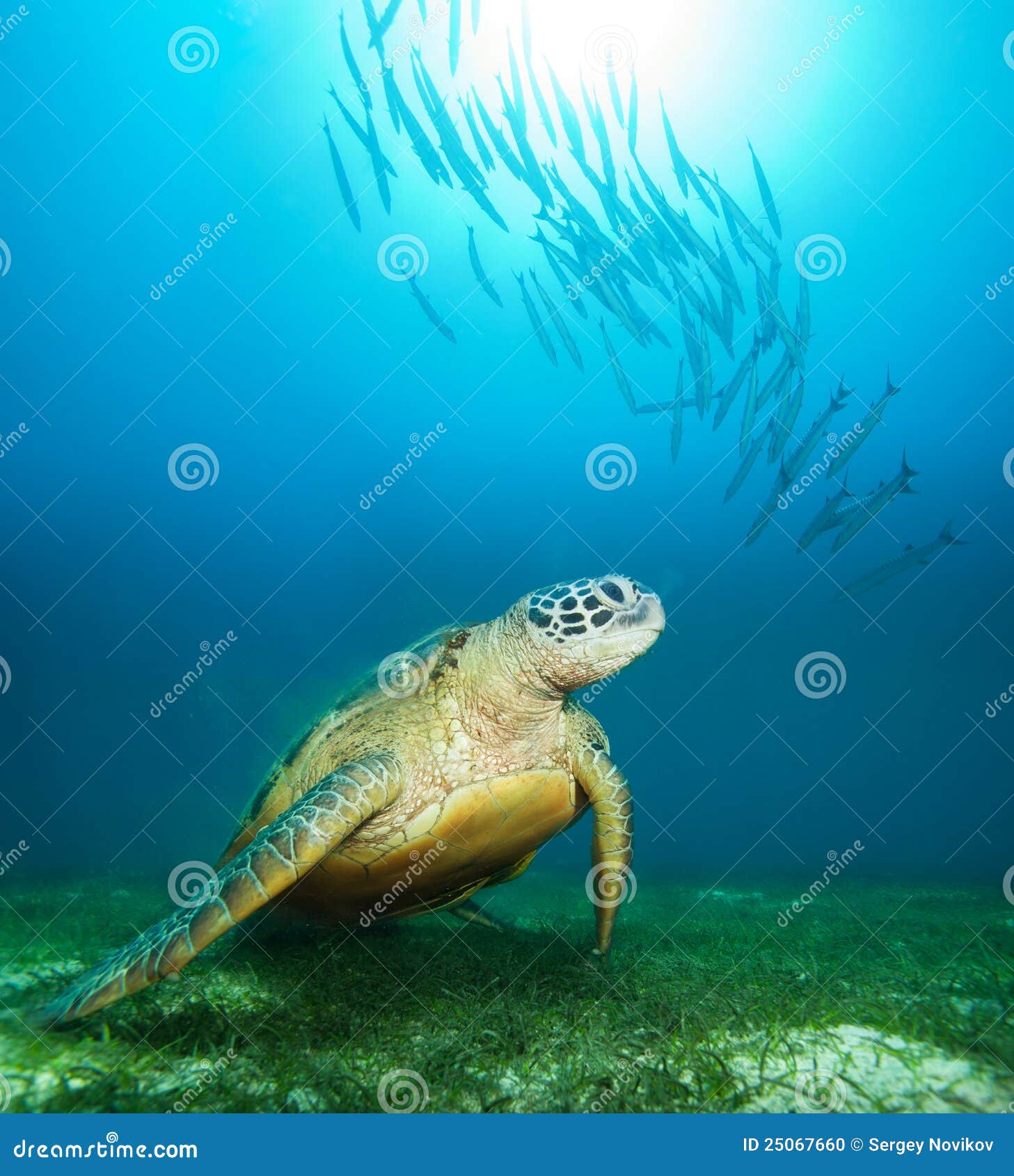 Sea Turtle Deep Underwater Stock Photography | CartoonDealer.com #25067660