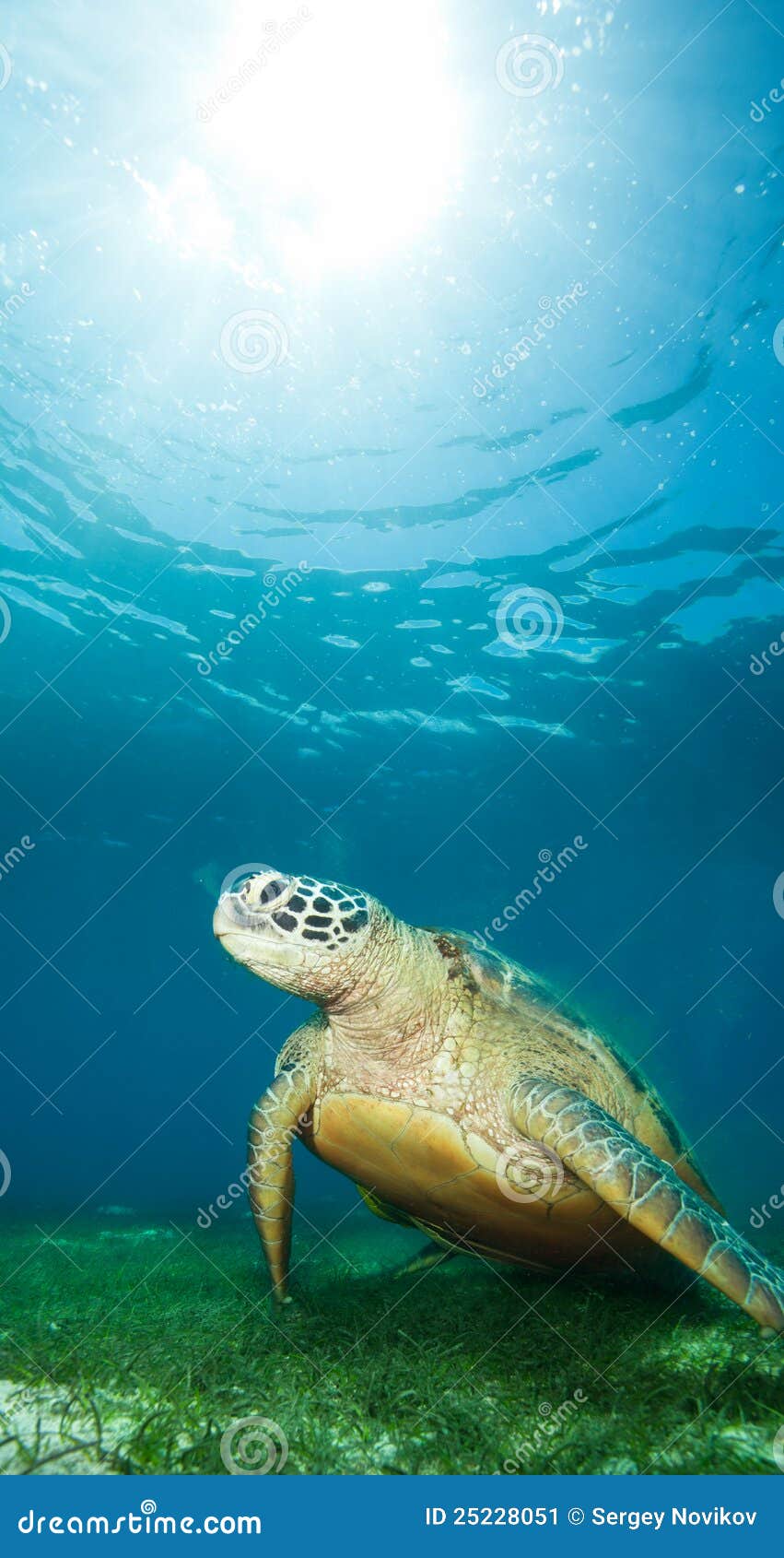 Sea turtle deep underwater stock image. Image of aquatic - 25228051