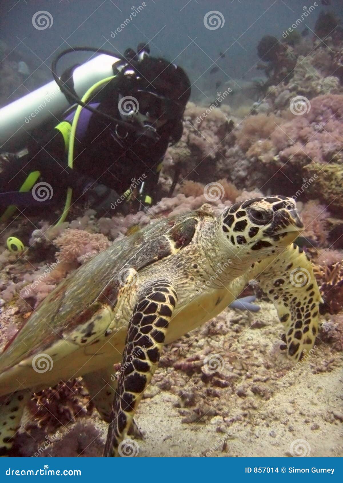 Sea Turtle Scuba Dive Sabang Philippines Stock Photo - Image of travel ...