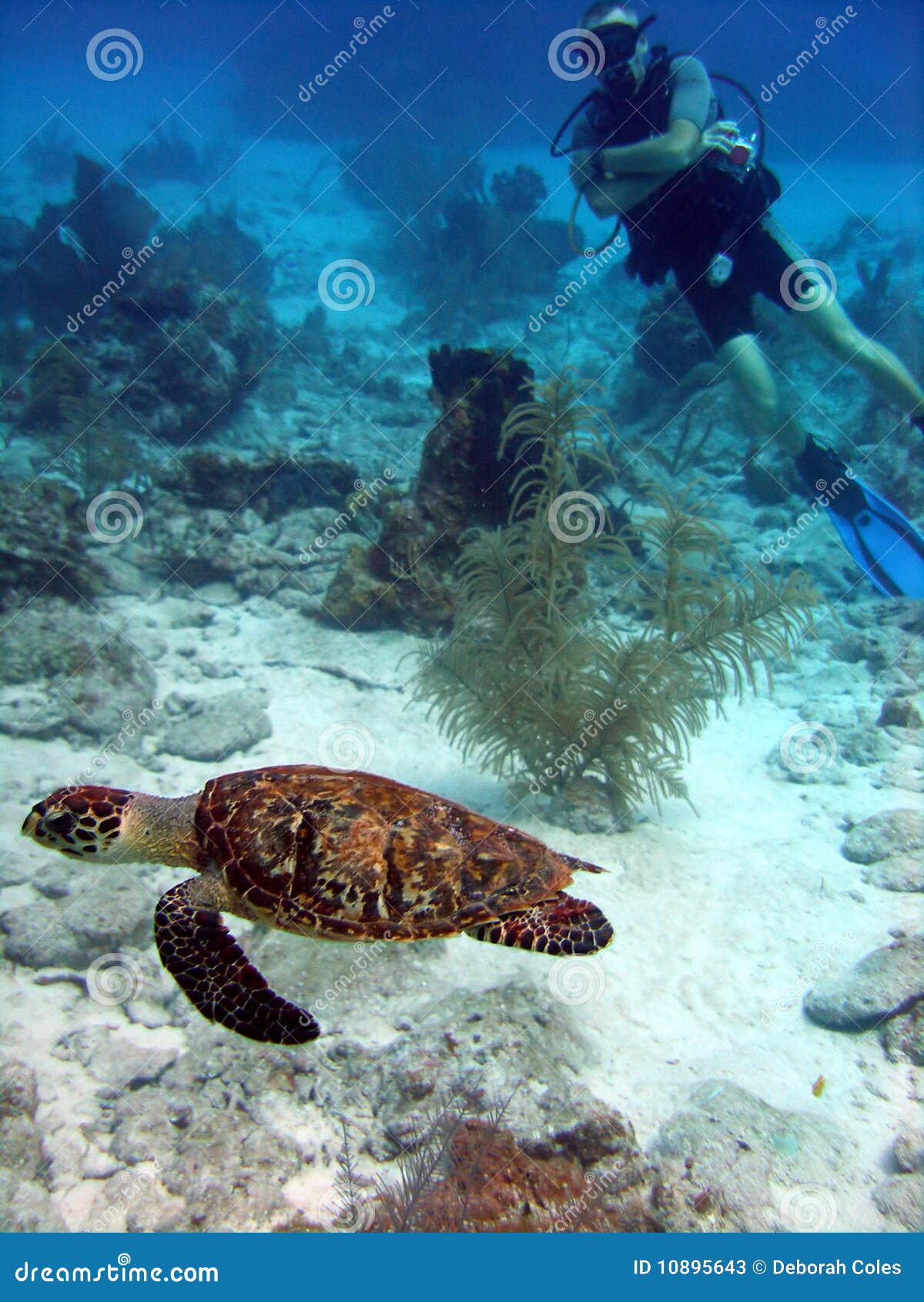 Sea turtle and diver stock image. Image of scuba, caribbean - 10895643