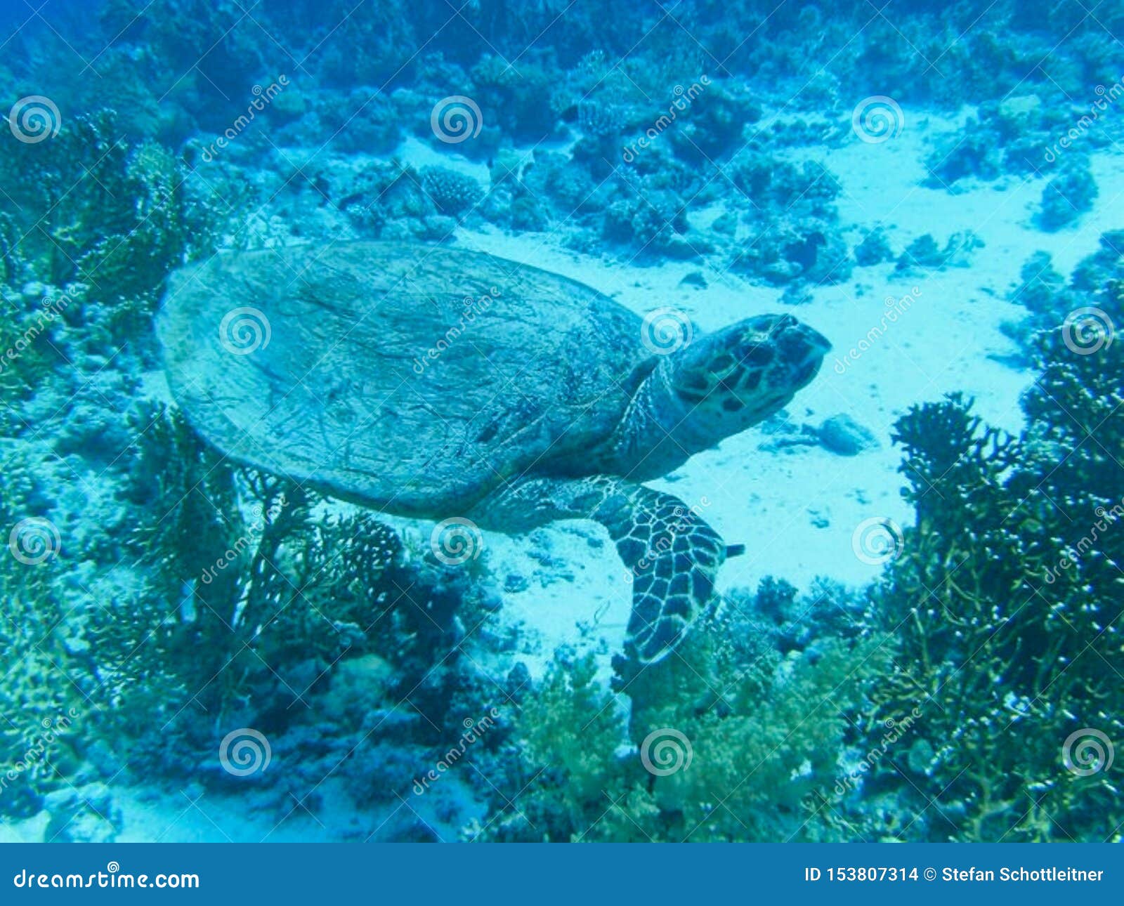 A sea turtle is diving stock photo. Image of trawangan - 153807314