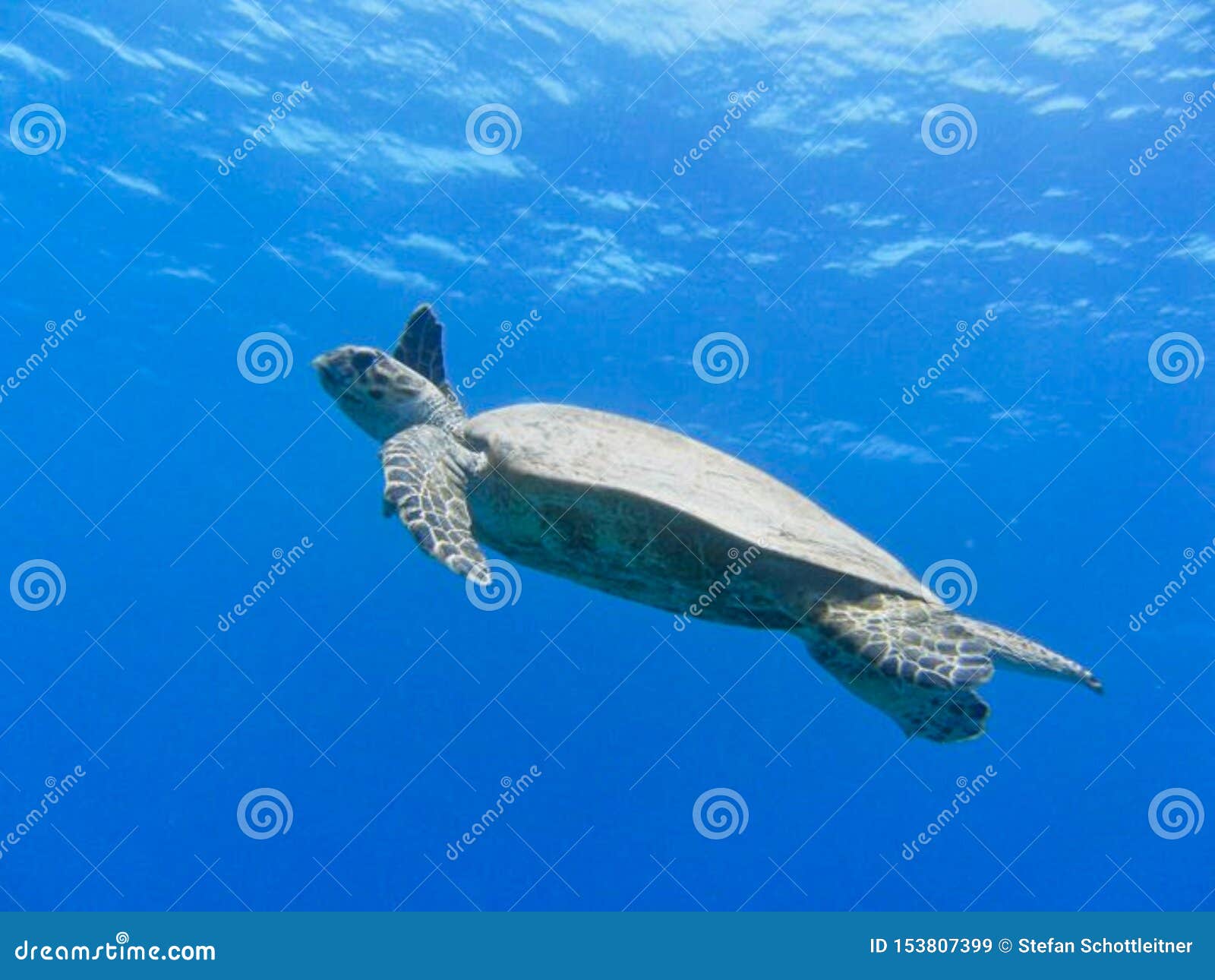A sea turtle is diving stock image. Image of trawangan - 153807399