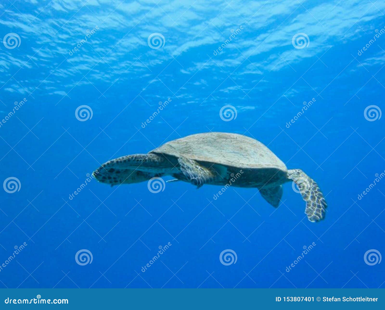 A sea turtle is diving stock image. Image of landscape - 153807401