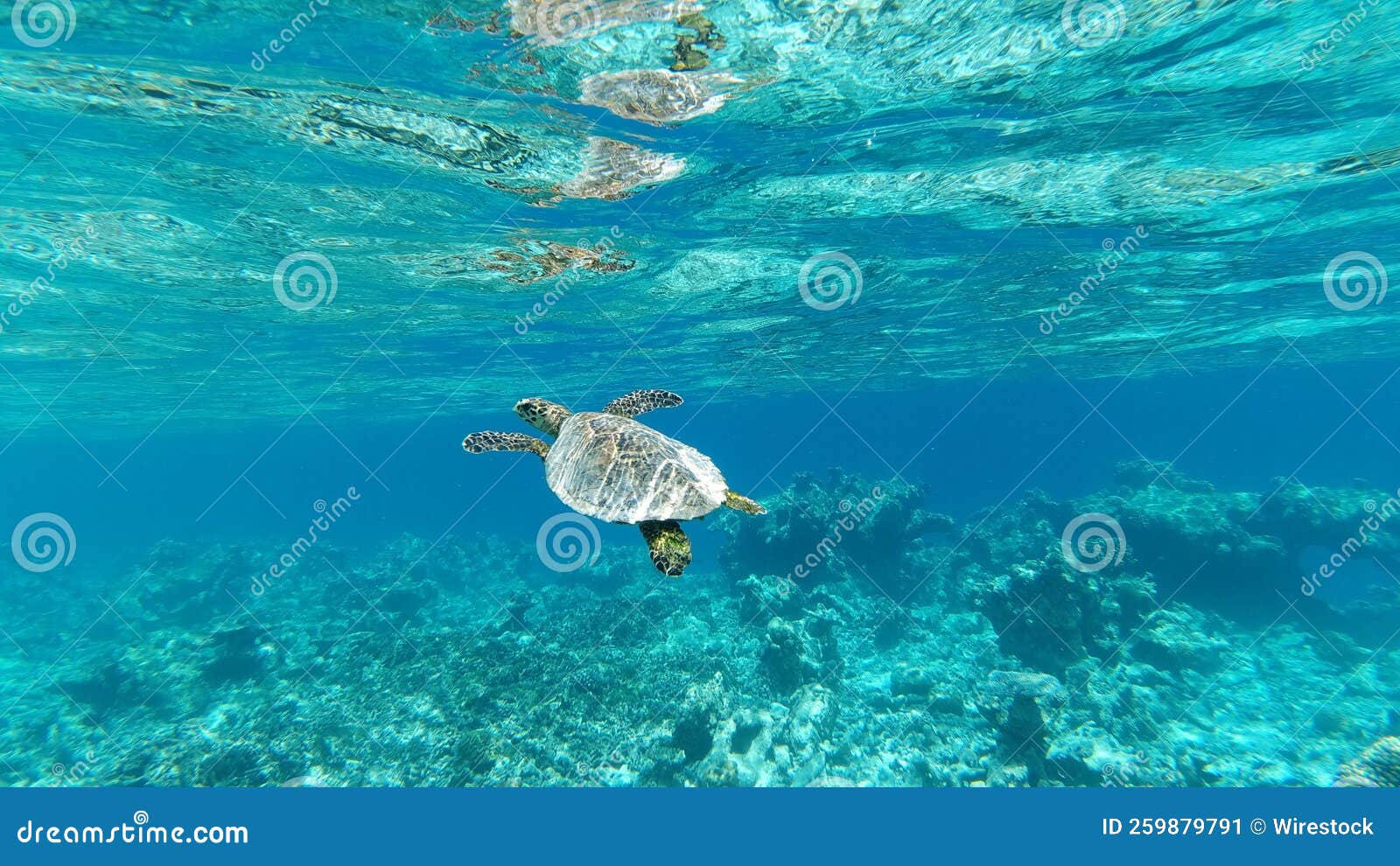 Sea Turtle Diving Up To the Surface of the Sea Stock Image - Image of ...