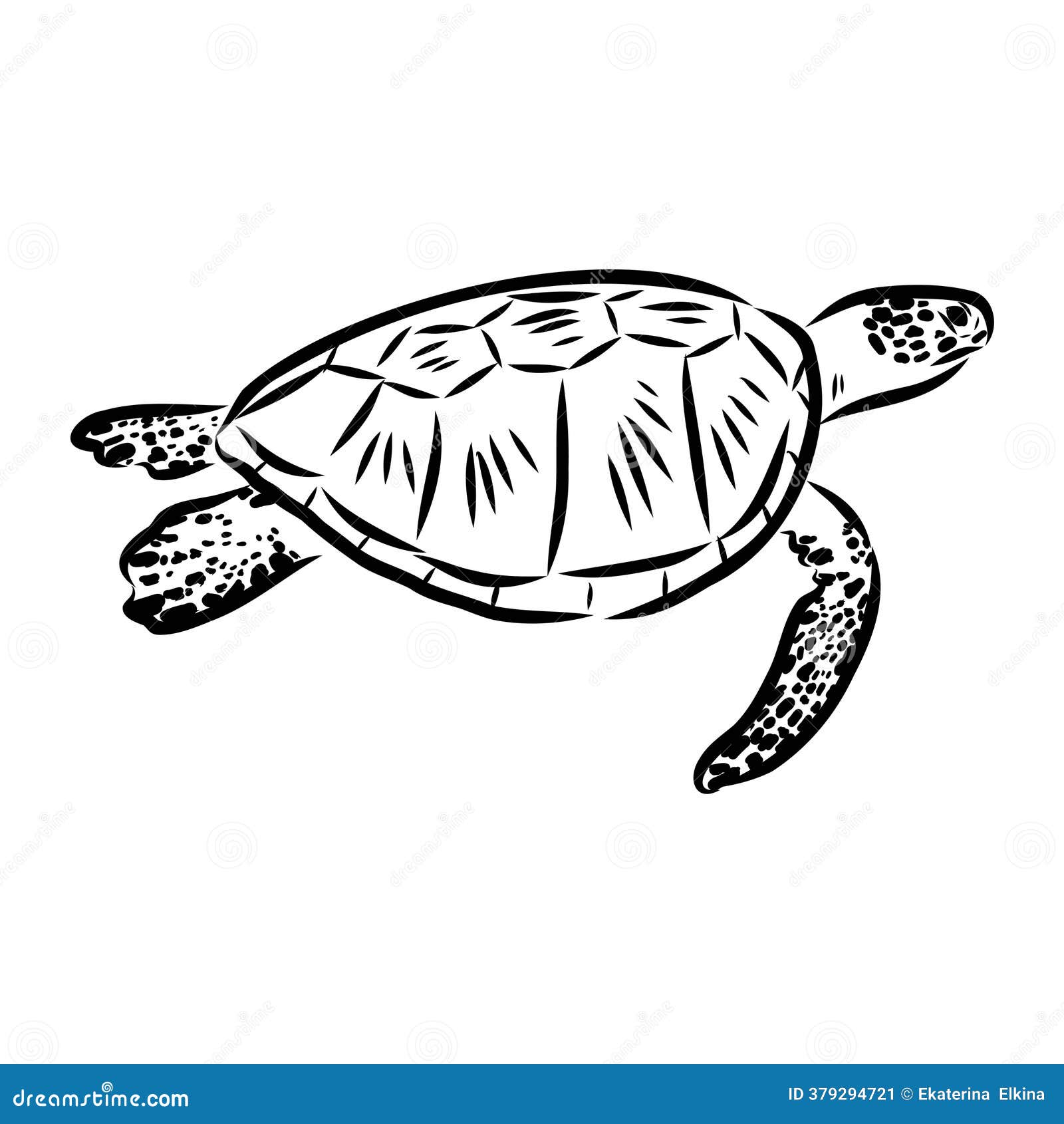 Sea Turtle Drawing Black Lines On A White Background. Cartoon Vector ...