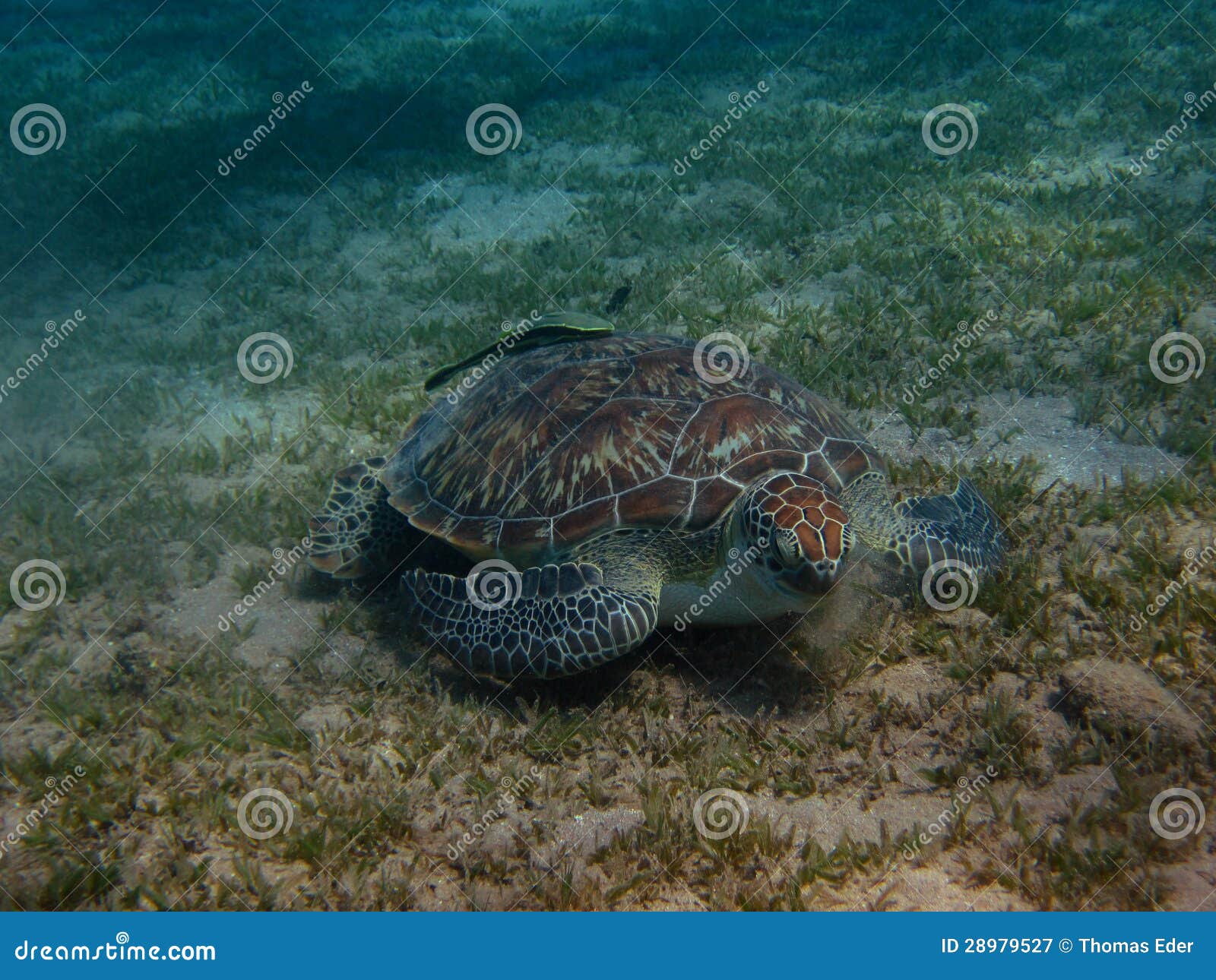 Sea turtle eats seaweed stock image. Image of diver, healthy - 28979527