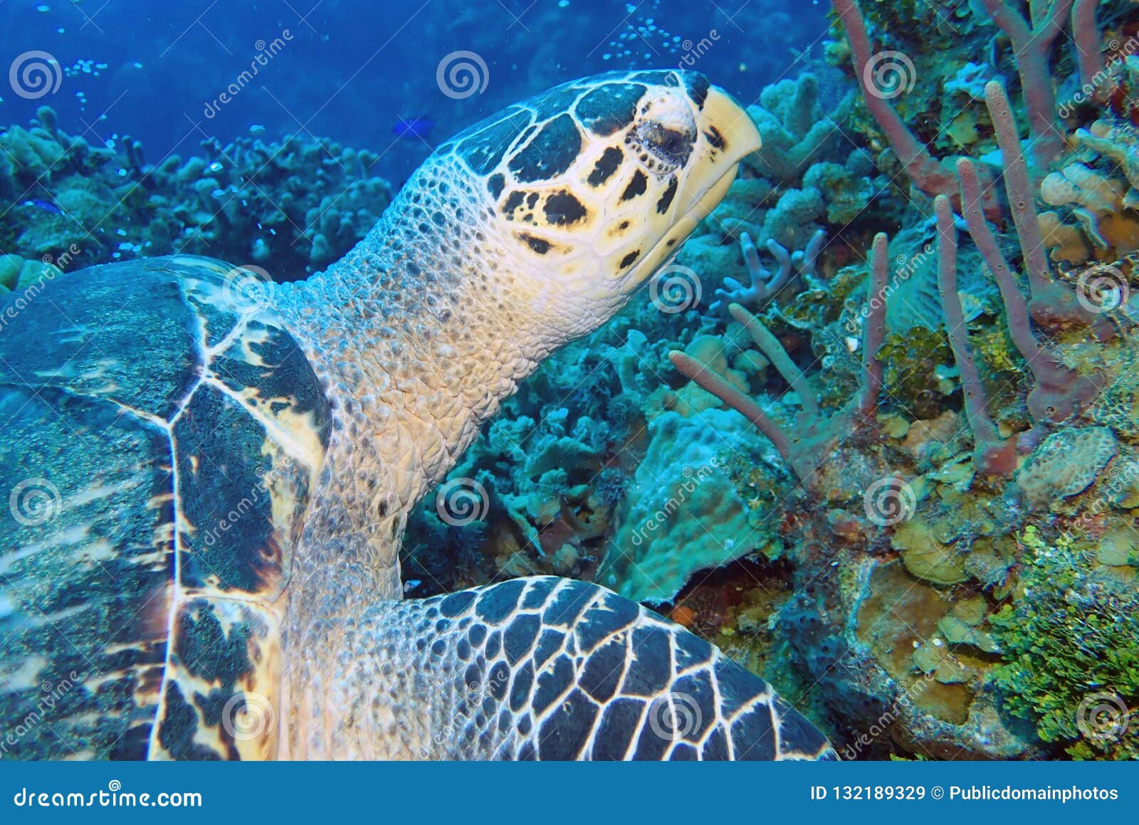 Sea Turtle, Ecosystem, Turtle, Coral Reef Picture. Image: 132189329