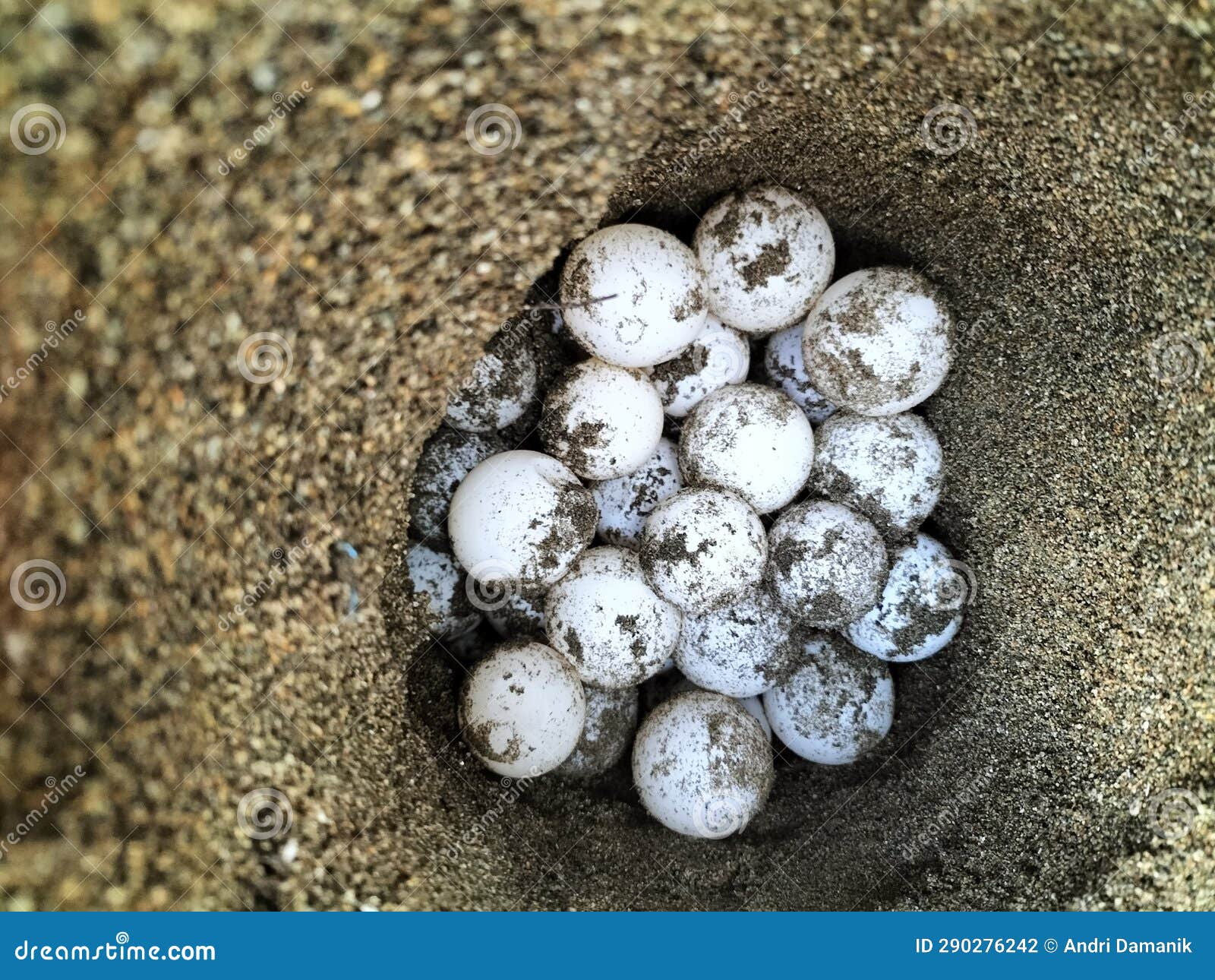 Sea Turtle Eggs in Conservation Areas Stock Photo - Image of produce ...