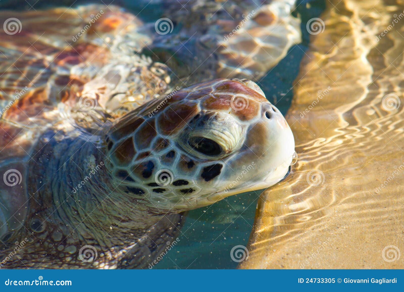 Sea Turtle Eyes and Face stock image. Image of environment - 24733305