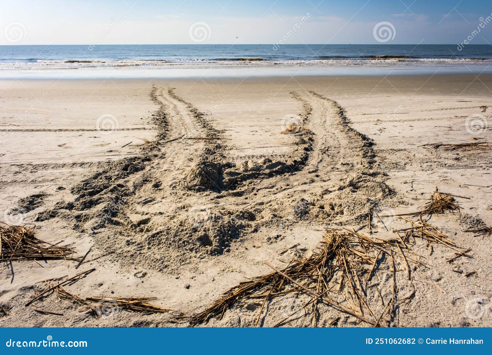 Sea Turtle False Crawl Tracks on the Beach Stock Photo - Image of ...