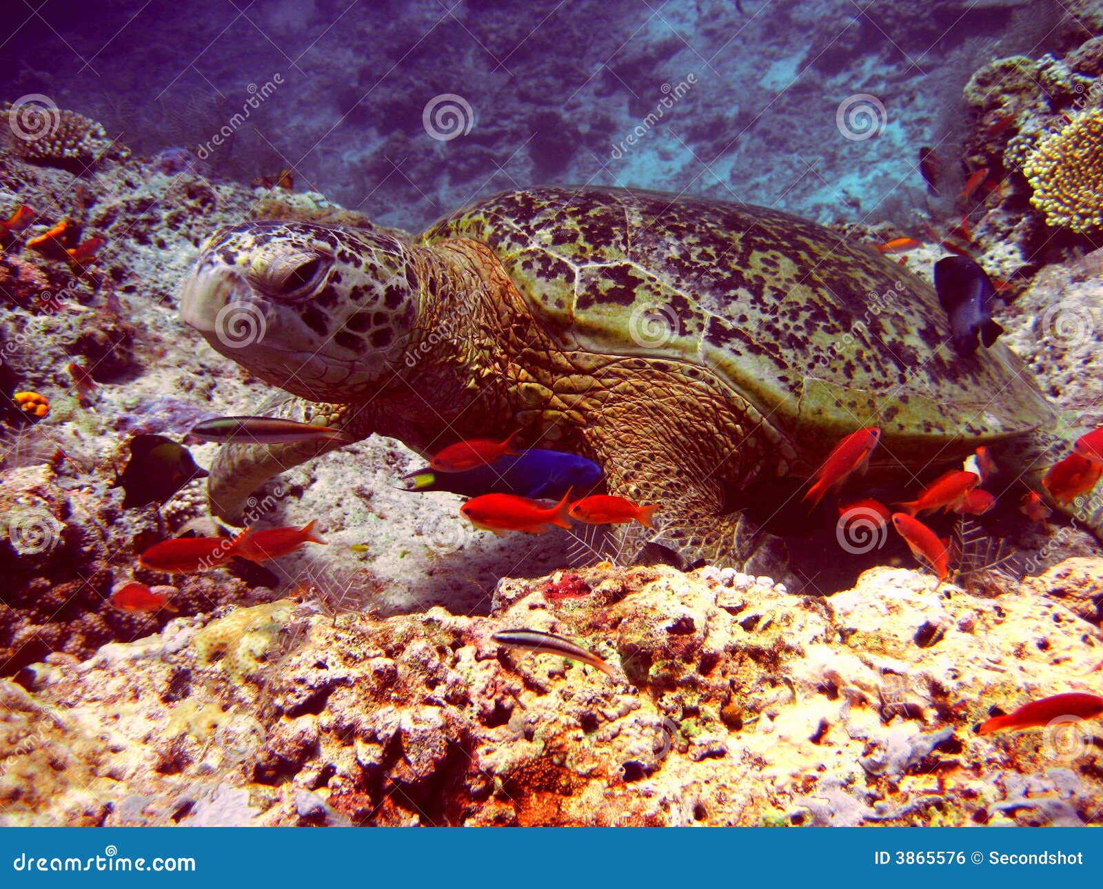 Sea Turtle and fish stock photo. Image of blue, ocean - 3865576