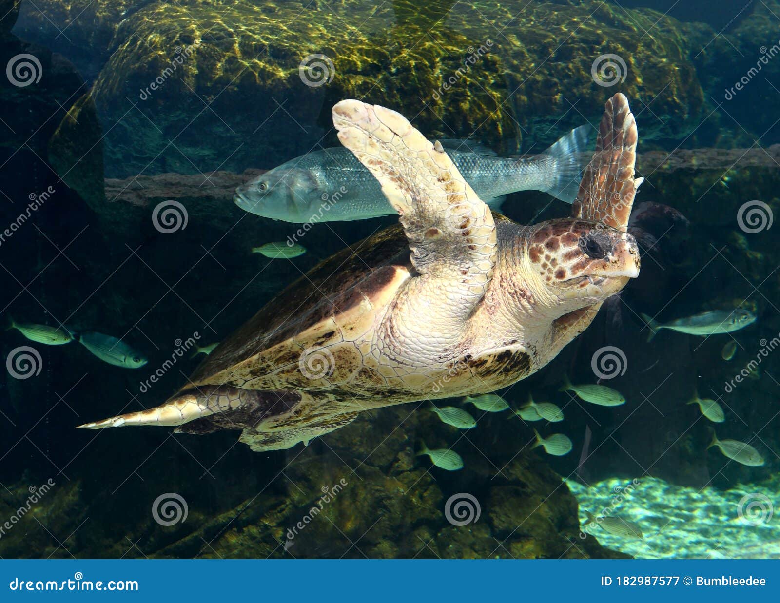 Sea Turtle and Fish in Aquarium Stock Image - Image of national ...