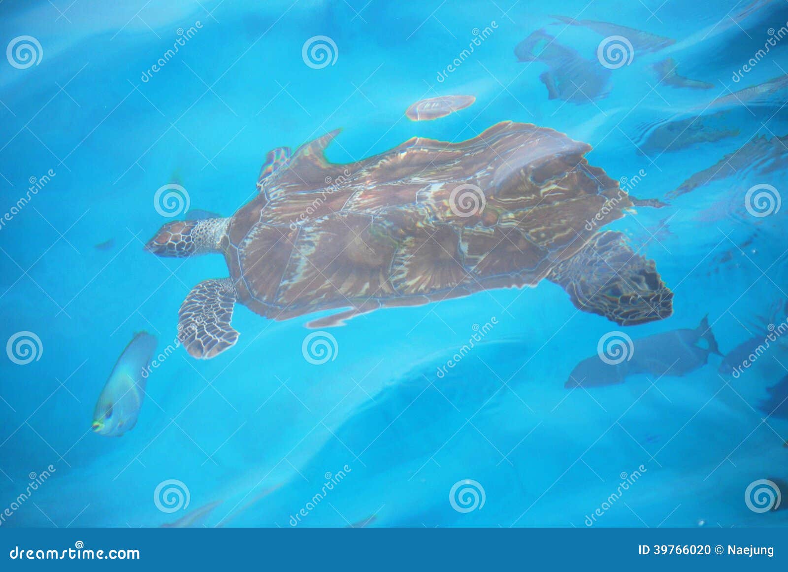 Sea turtle with fish stock photo. Image of beauty, ocean - 39766020