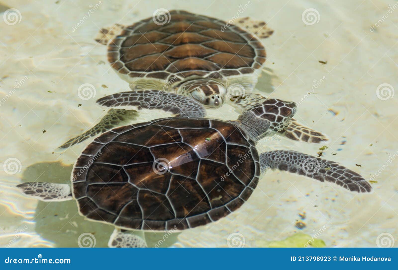 Sea Turtle Floating in the Wild. Stock Image - Image of philippines ...