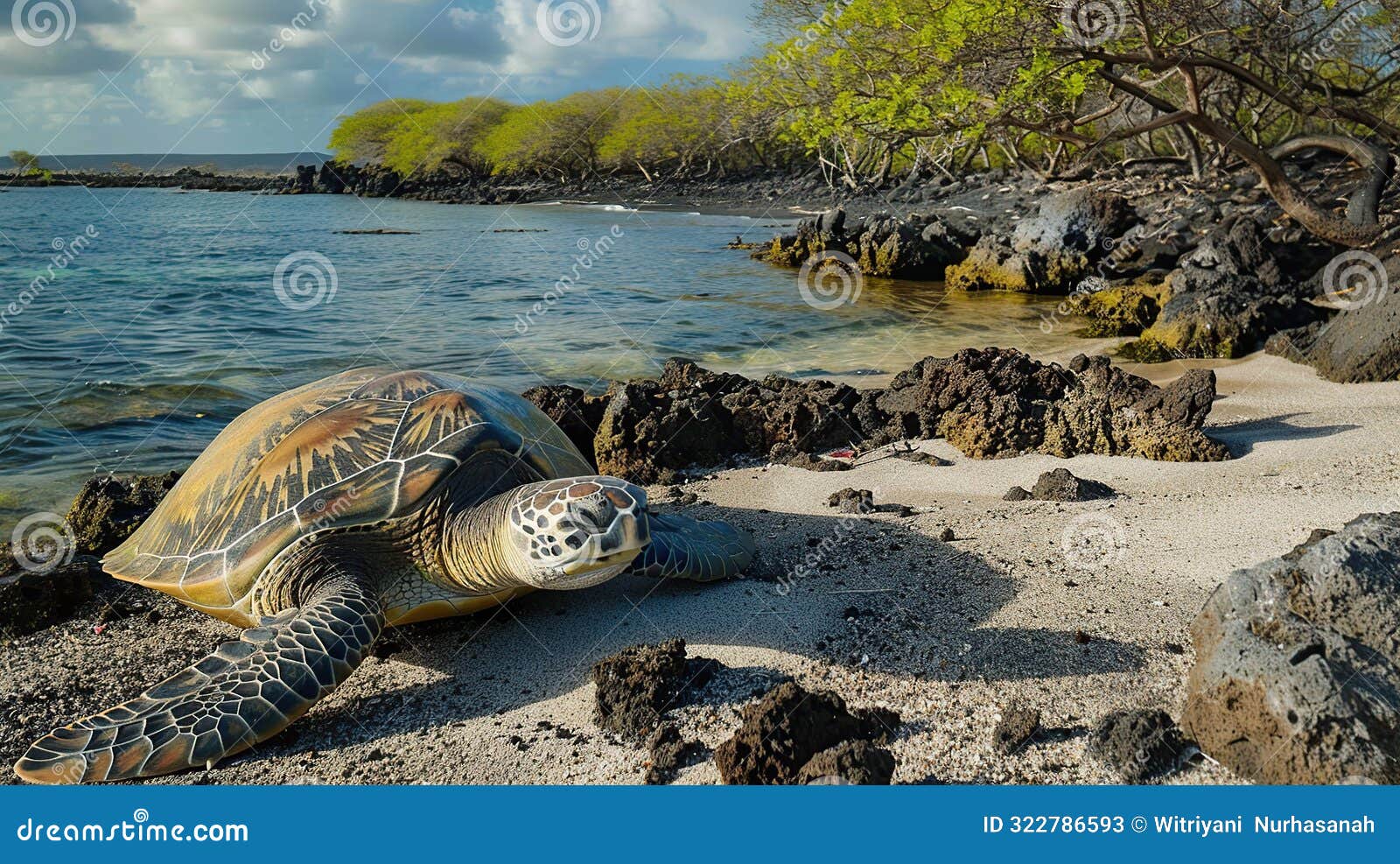 Sea Turtle in the Galapagos Island. Generative Ai Stock Illustration ...