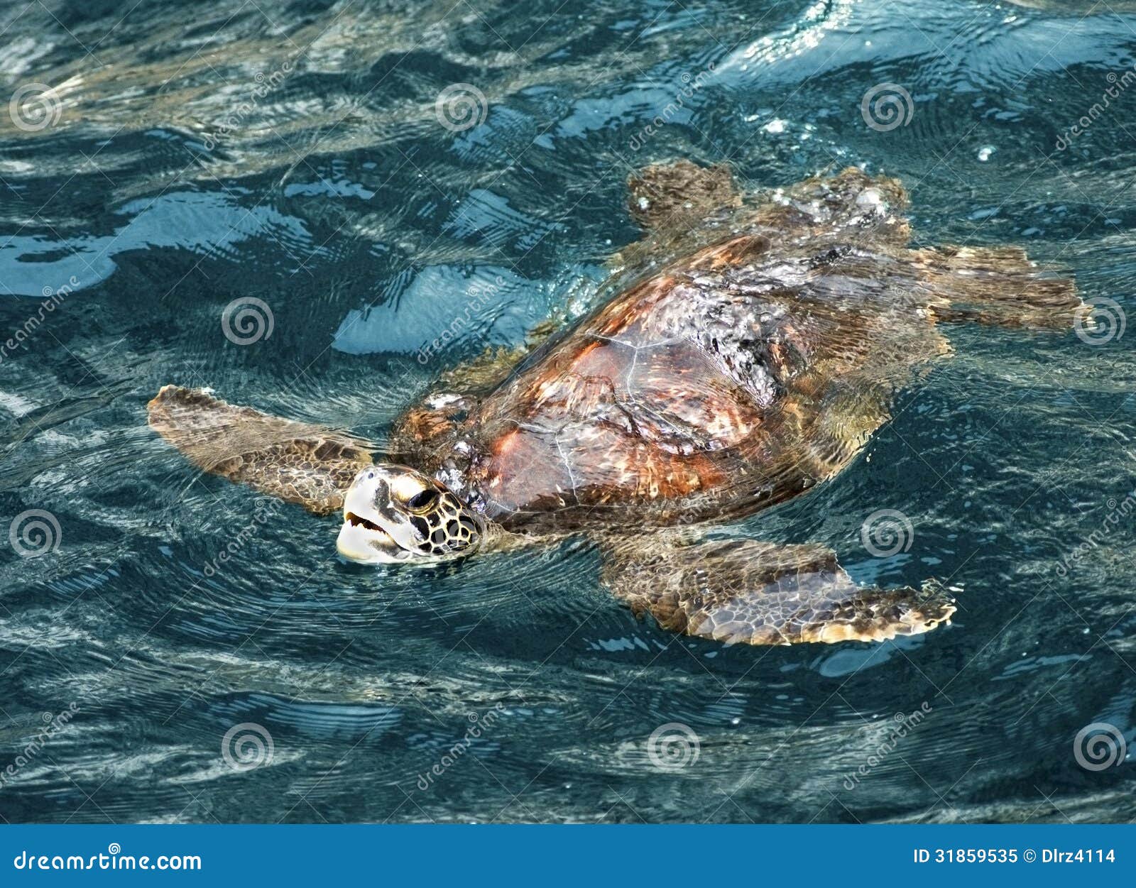 Sea Turtle - Galapagos Islands Stock Image - Image of equator, coral ...