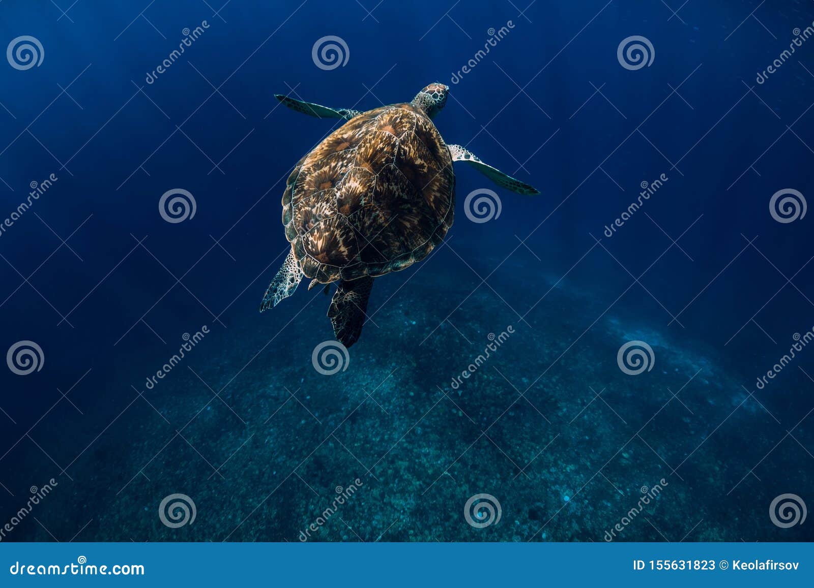 Sea Turtle Glides In Blue Ocean Green Sea Turtle Underwater Stock