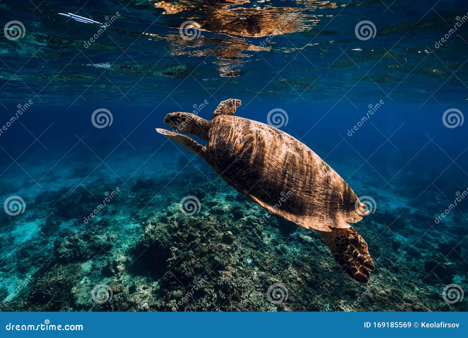 Sea Turtle Glides in Blue Ocean. Underwater View with Turtle Stock ...