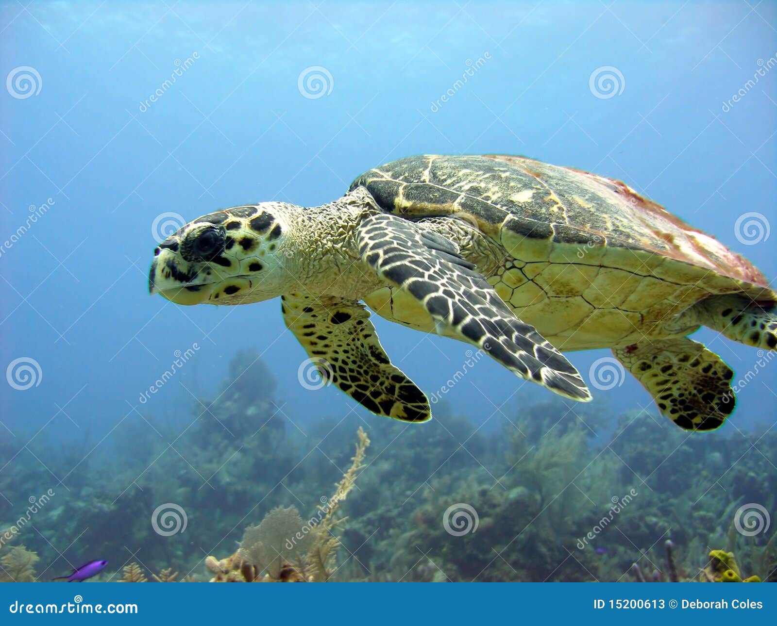 Beautiful Coral Reef, Boats And A Clear Ocean On Matinloc Island ...
