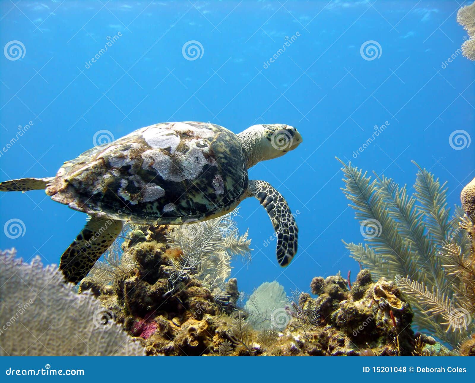 Sea Turtle Glides Over A Beautiful Coral Reef Royalty Free Stock Photos ...