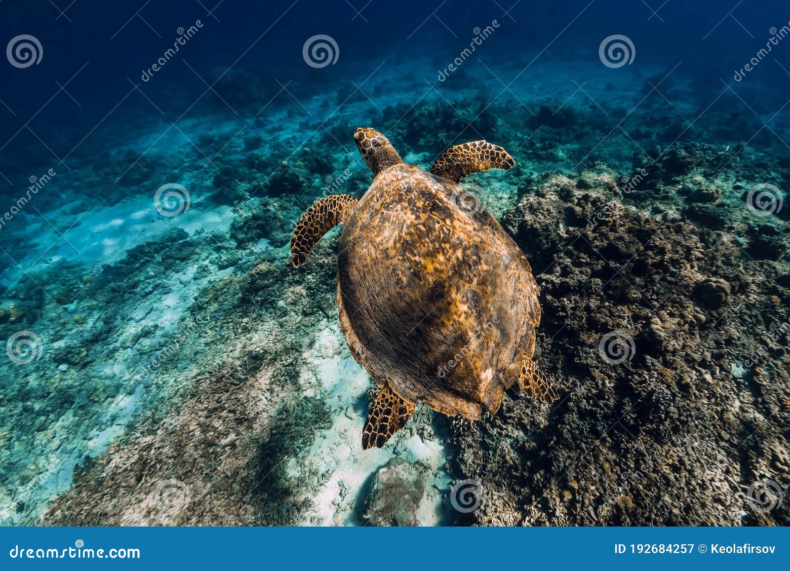 Sea Turtle Glides Underwater in Transparent Blue Ocean Stock Image ...