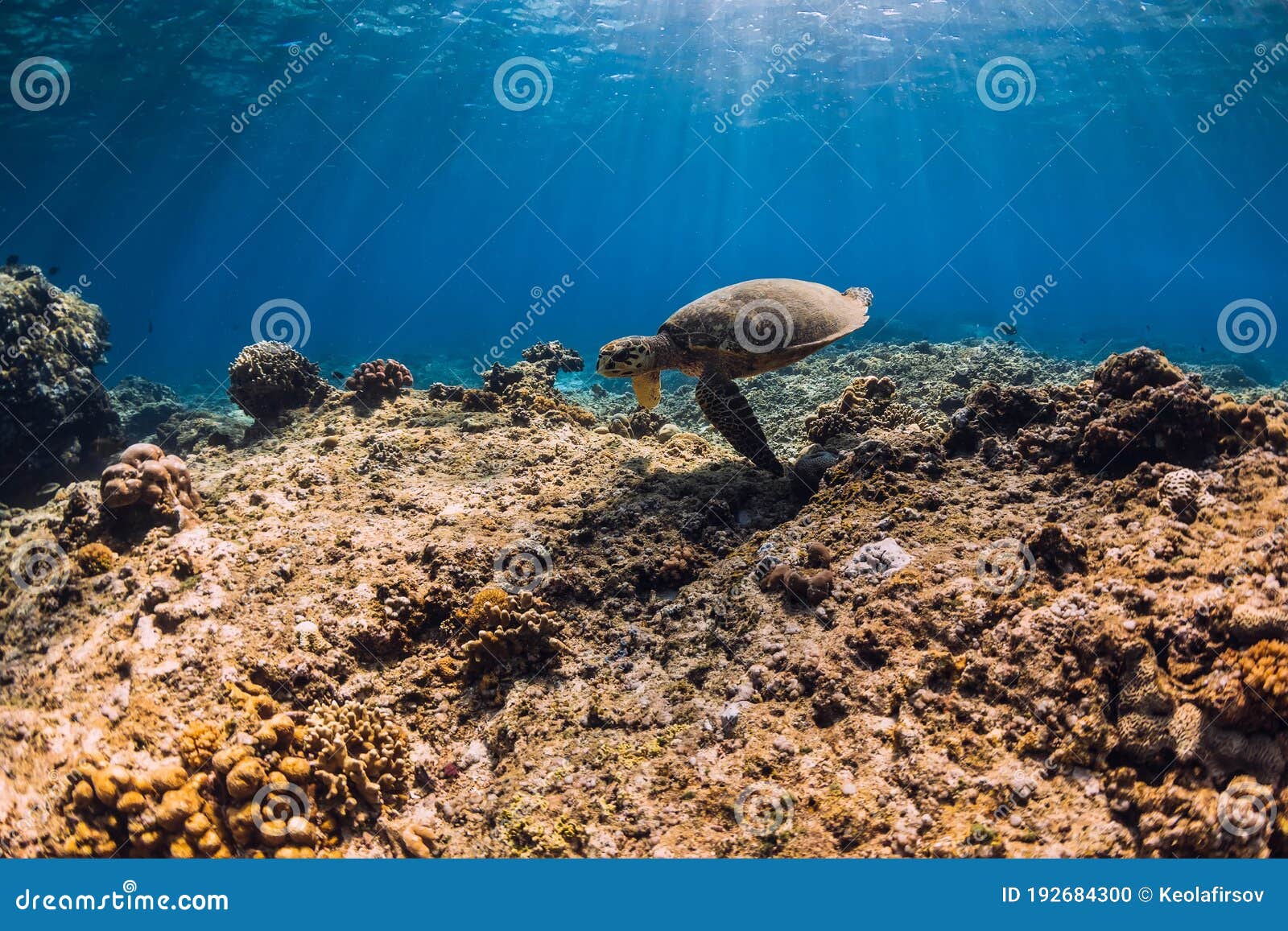Sea Turtle Glides Underwater in Transparent Blue Ocean Stock Photo ...