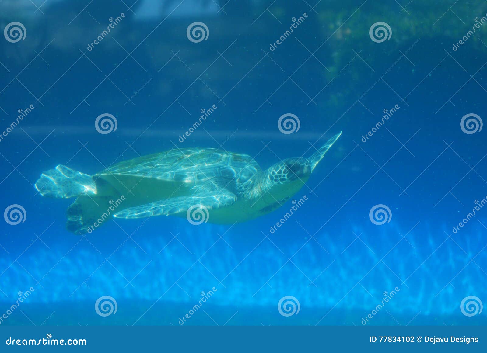 Sea Turtle Gliding Underwater Stock Photo - Image of underwater, turtle ...