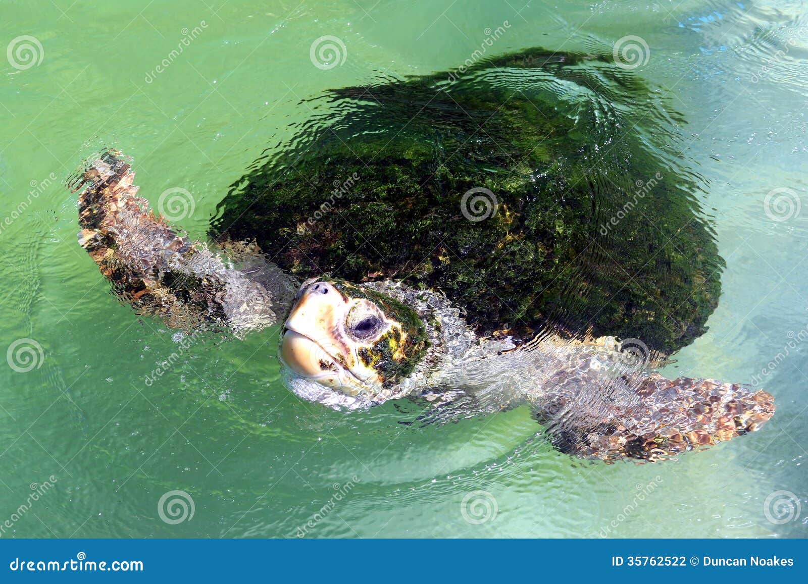 Sea Turtle stock photo. Image of algae, reptile, flippers - 35762522