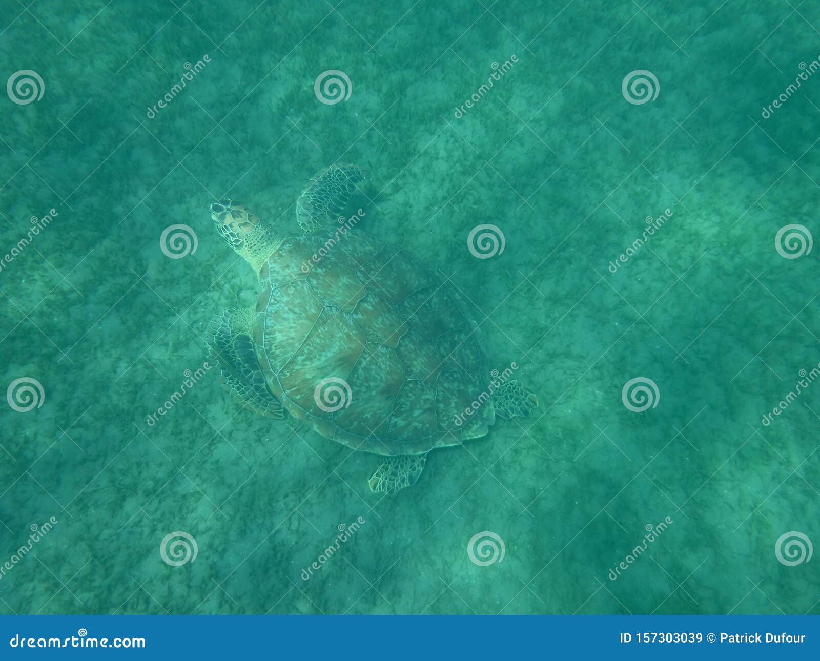 A Sea Turtle at the Bottom of the Sea Stock Image - Image of green ...