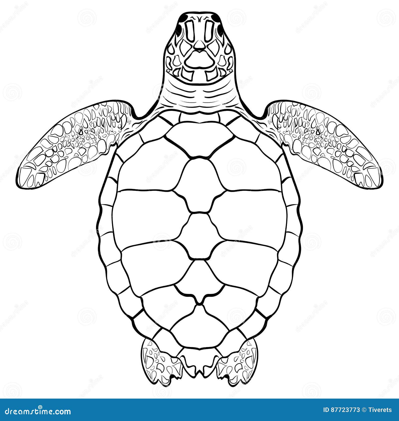 Turtle Hand Drawn Illustration. Square Cartoon Poster Of Ocean Animal ...
