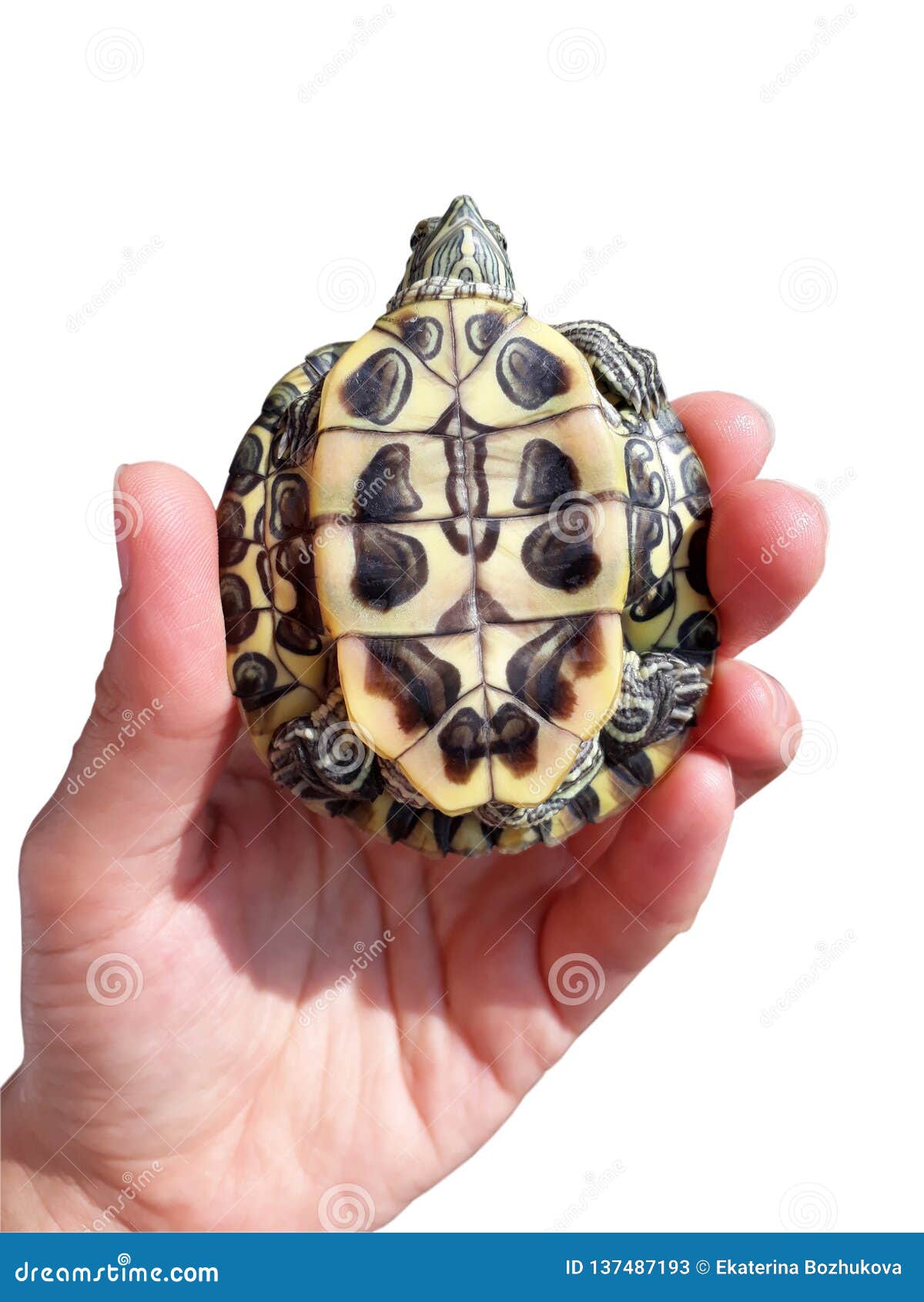 Sea turtle in hand stock image. Image of macro, touch - 137487193