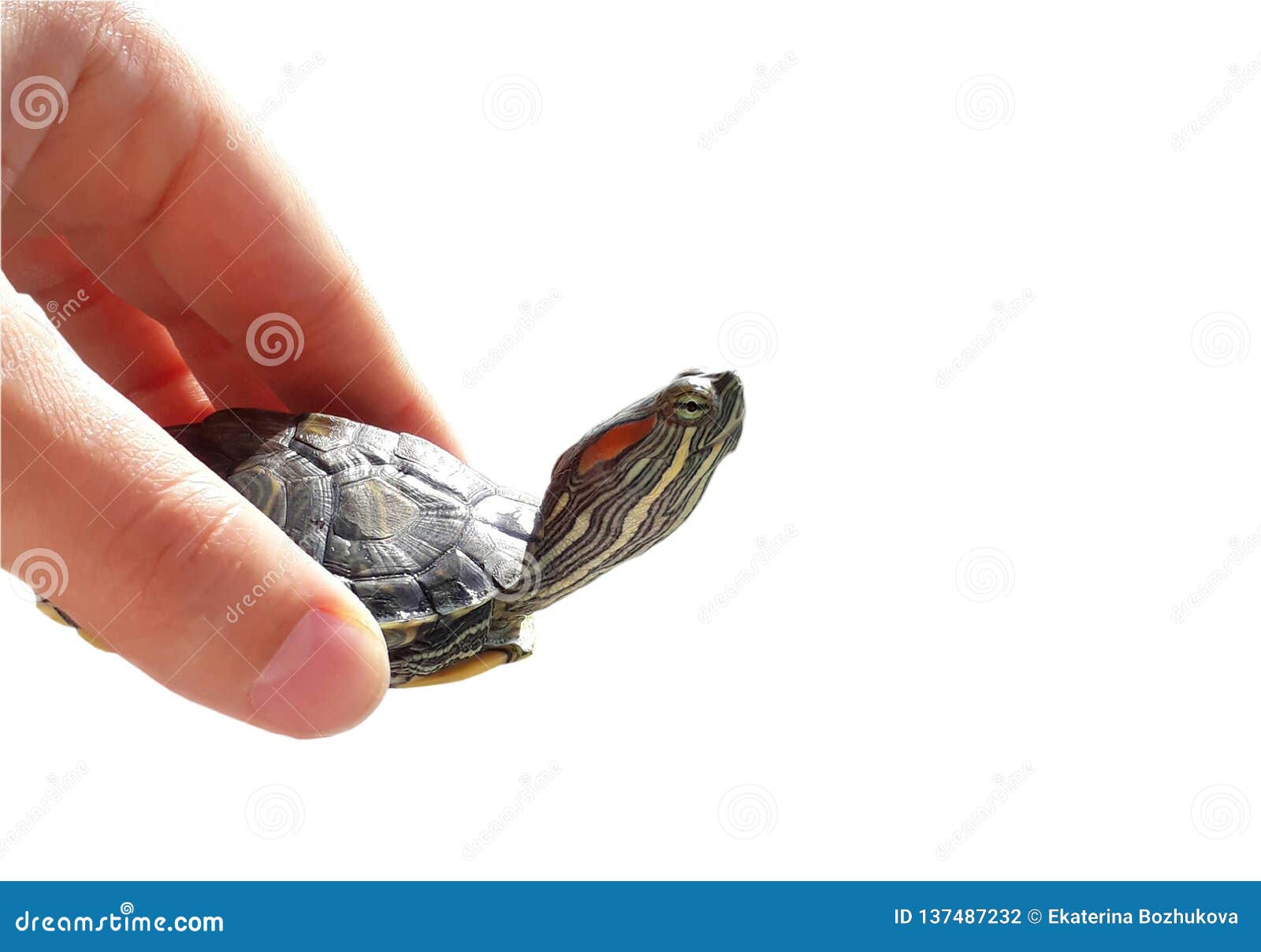 Sea turtle in hand stock photo. Image of care, ocean - 137487232
