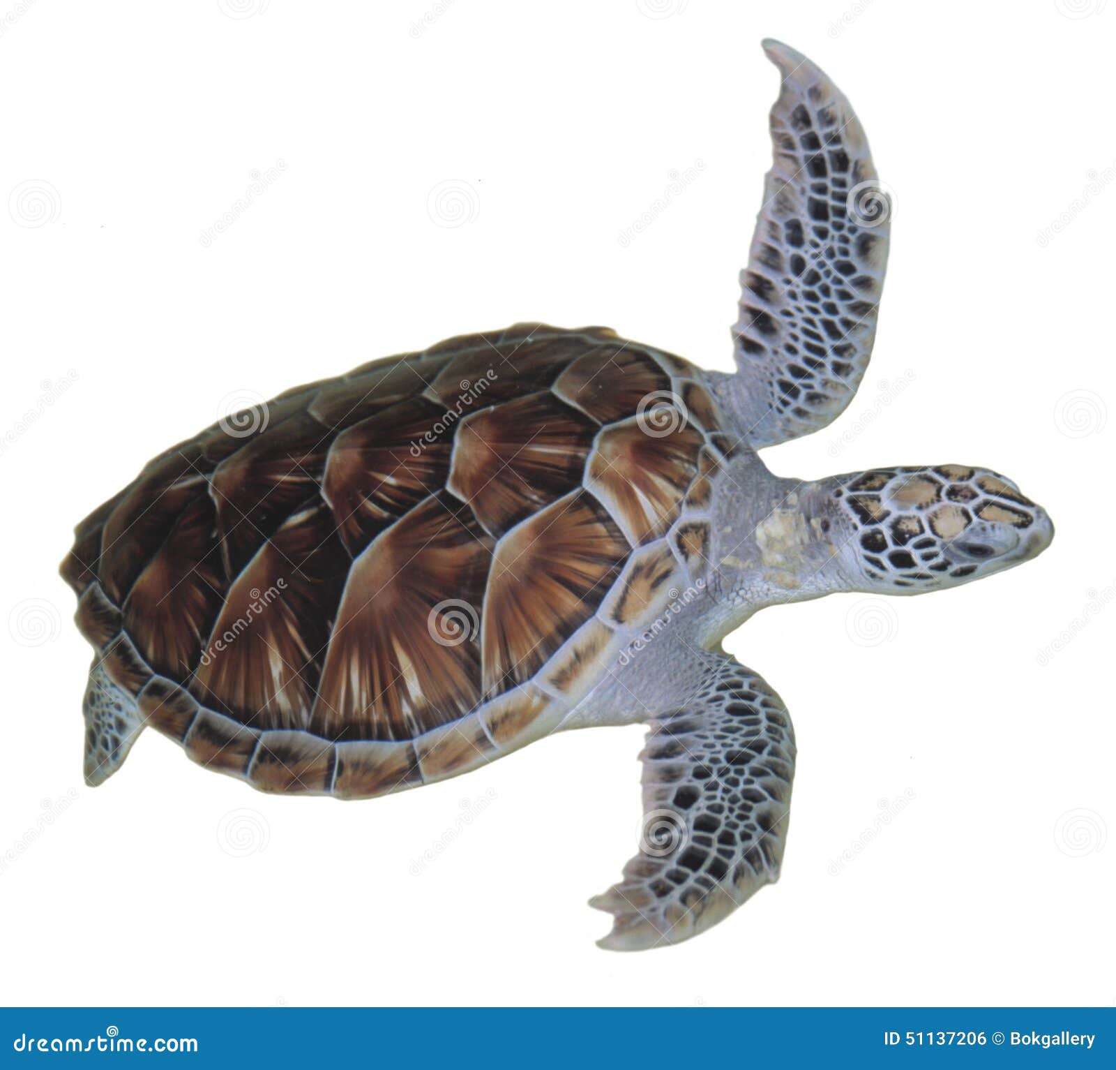 Sea turtle stock photo. Image of aquatic, sealife, horizontal - 51137206