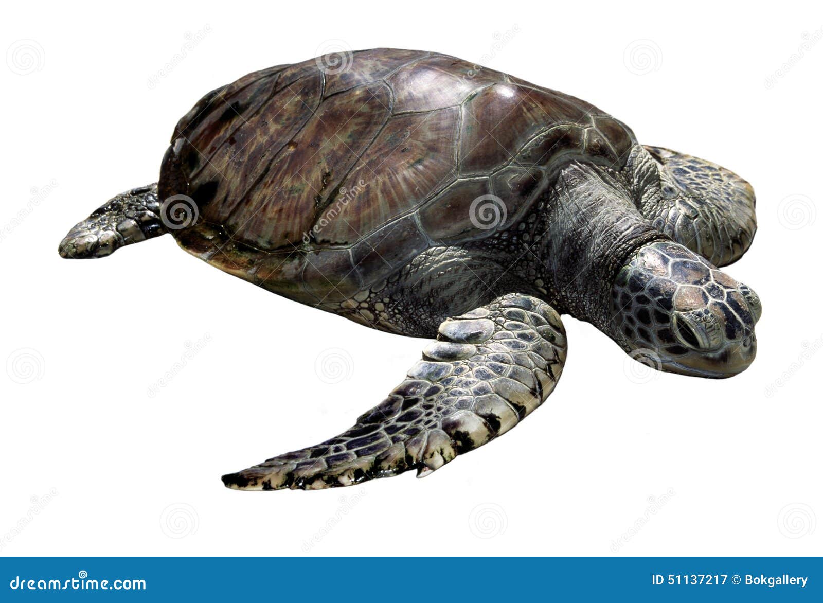 Sea turtle stock image. Image of nature, water, wildlife - 51137217