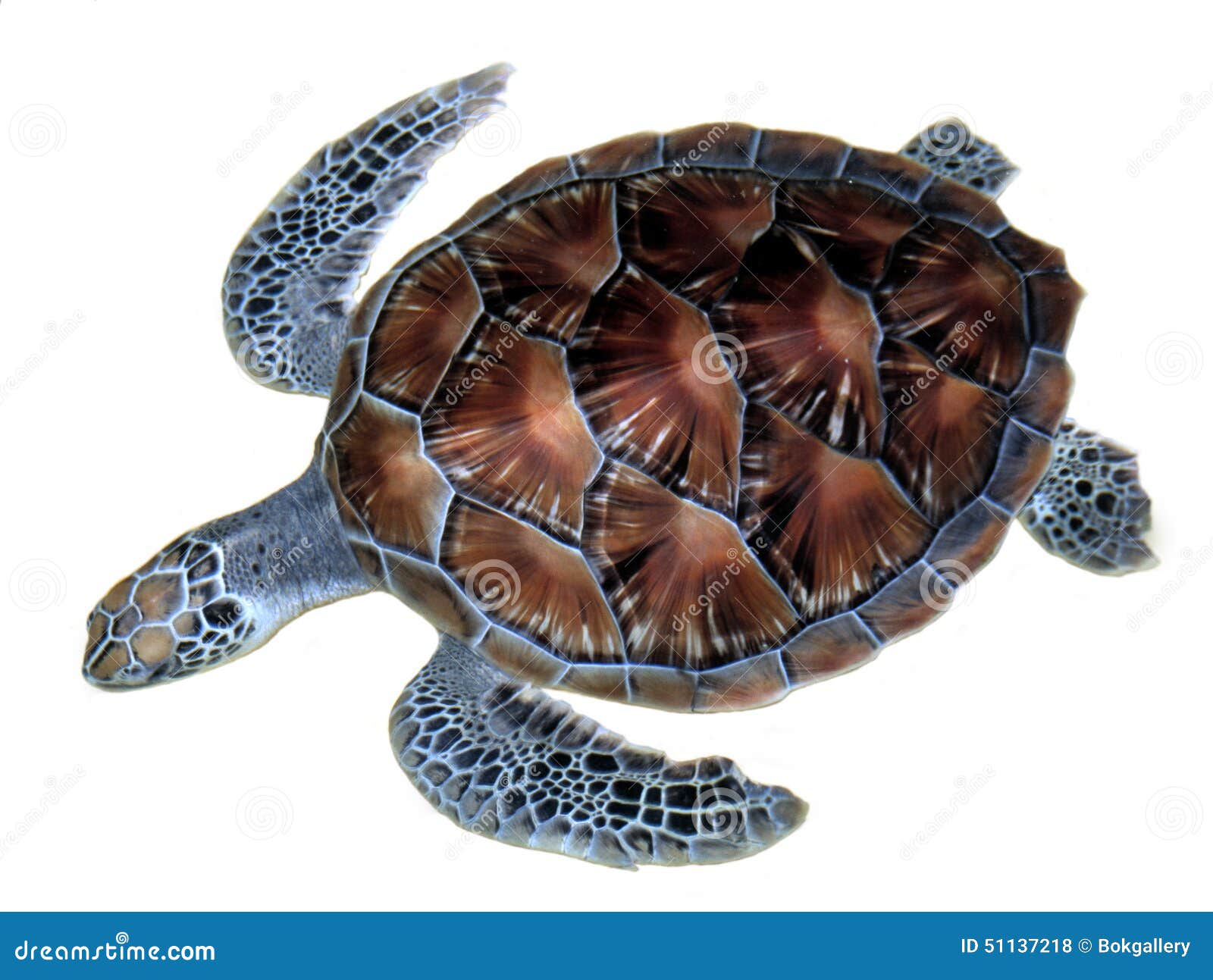 Sea turtle stock photo. Image of life, animal, underwater - 51137218