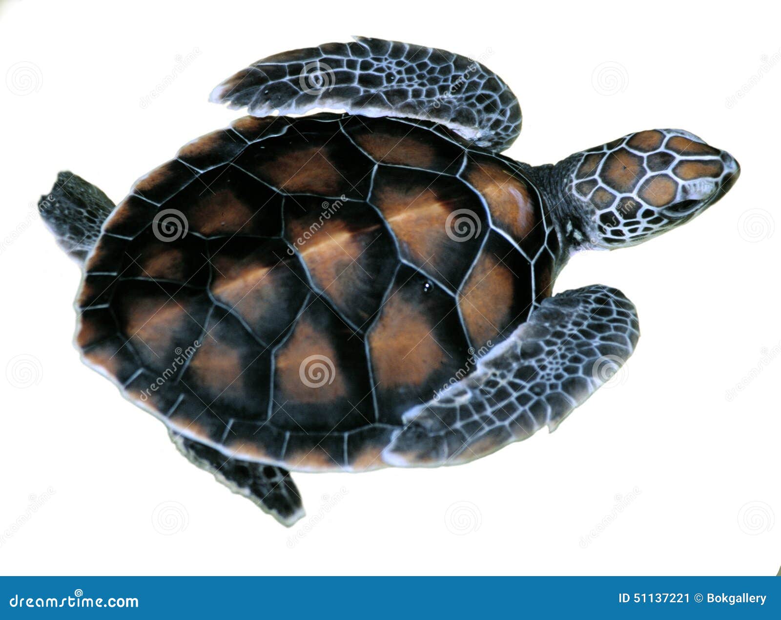 Sea turtle stock image. Image of reptile, animal, nature - 51137221