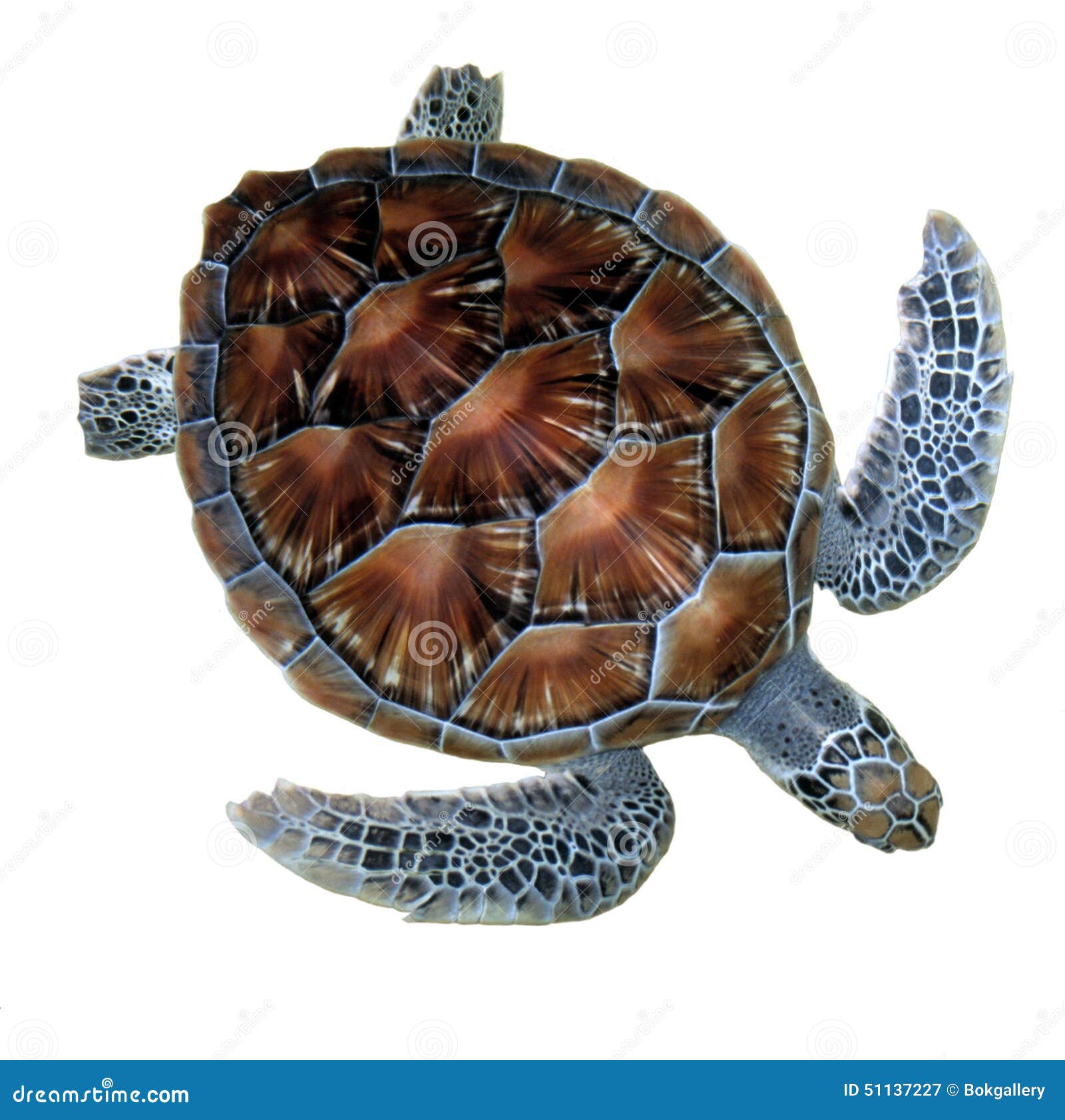 Sea turtle stock image. Image of wildlife, aquatic, water - 51137227