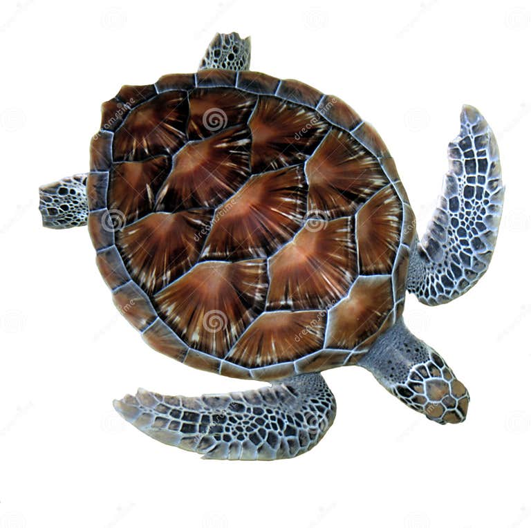 Sea turtle stock image. Image of wildlife, aquatic, water - 51137227