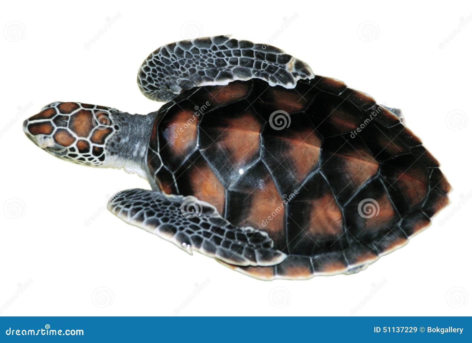 Sea turtle stock image. Image of turtle, aquatic, horizontal - 51137229