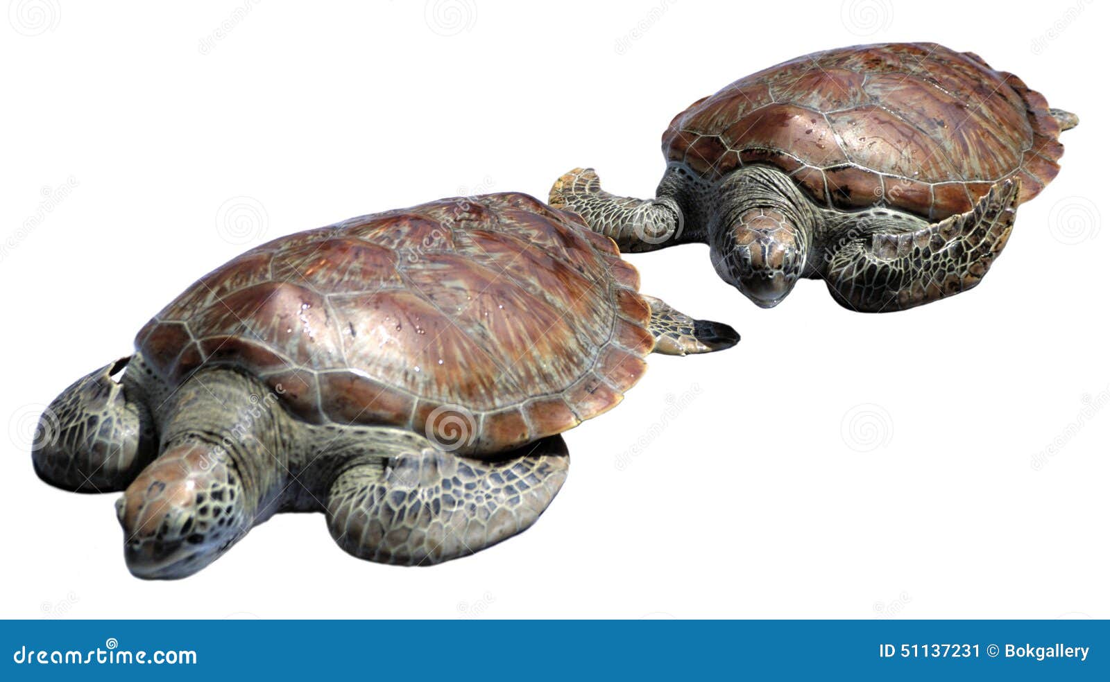 Sea turtle stock image. Image of marine, reptile, aquatic - 51137231