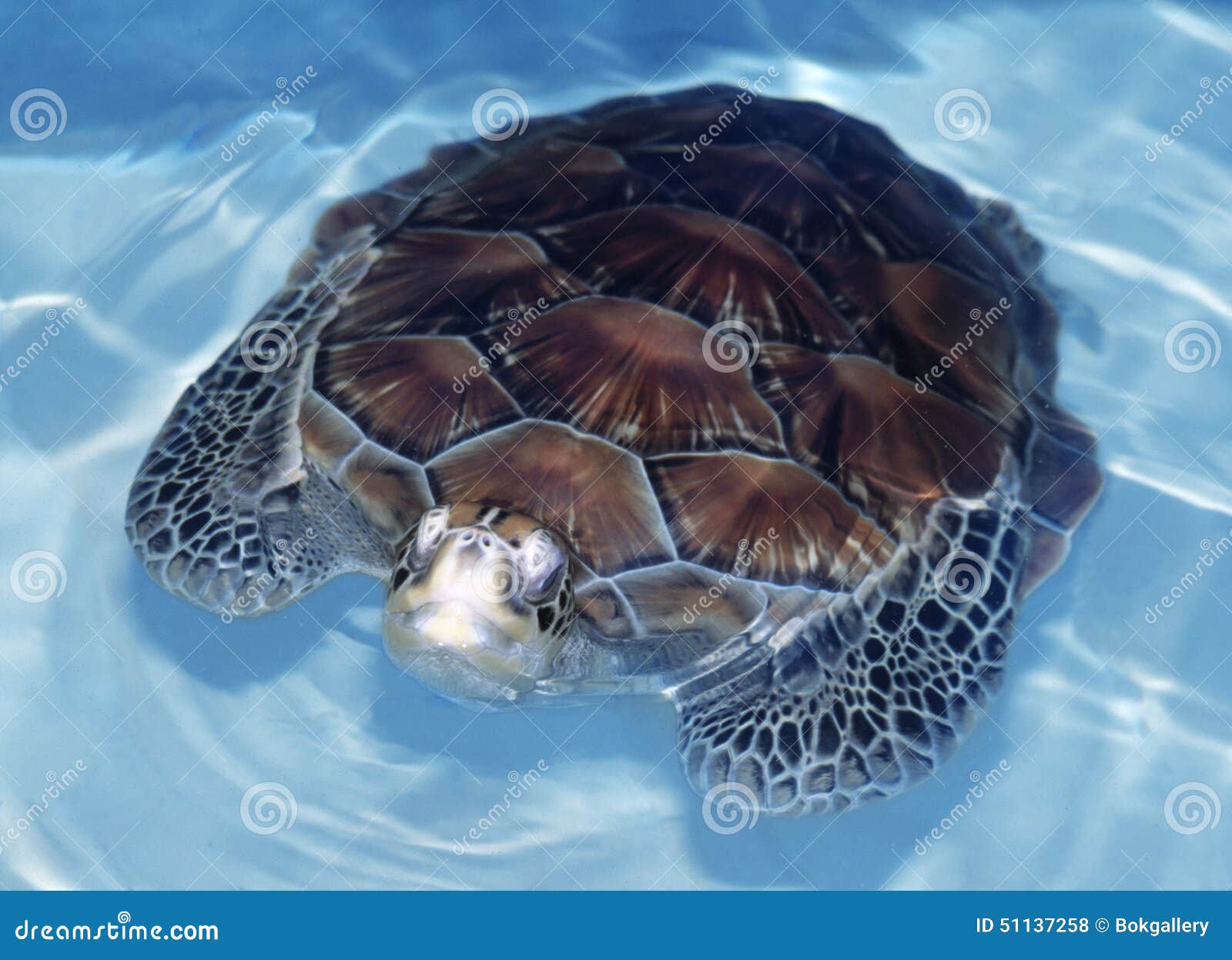 Sea turtle stock photo. Image of underwater, animal, marine - 51137258