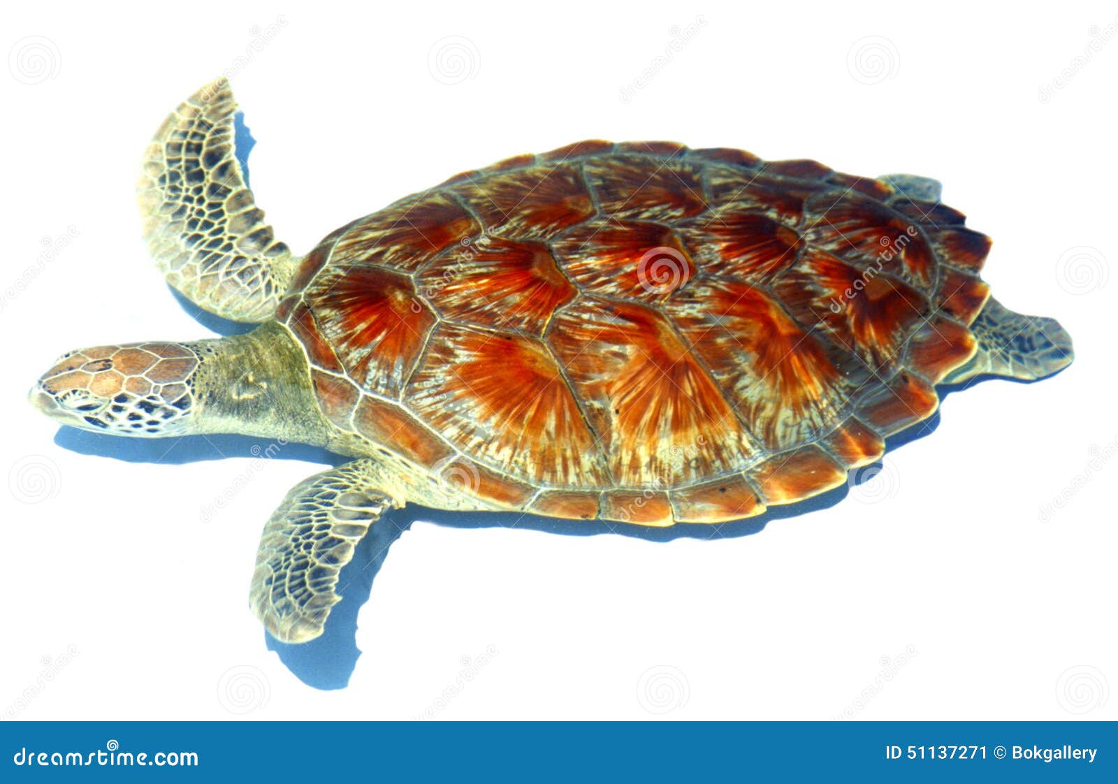 Sea turtle stock image. Image of underwater, sealife - 51137271