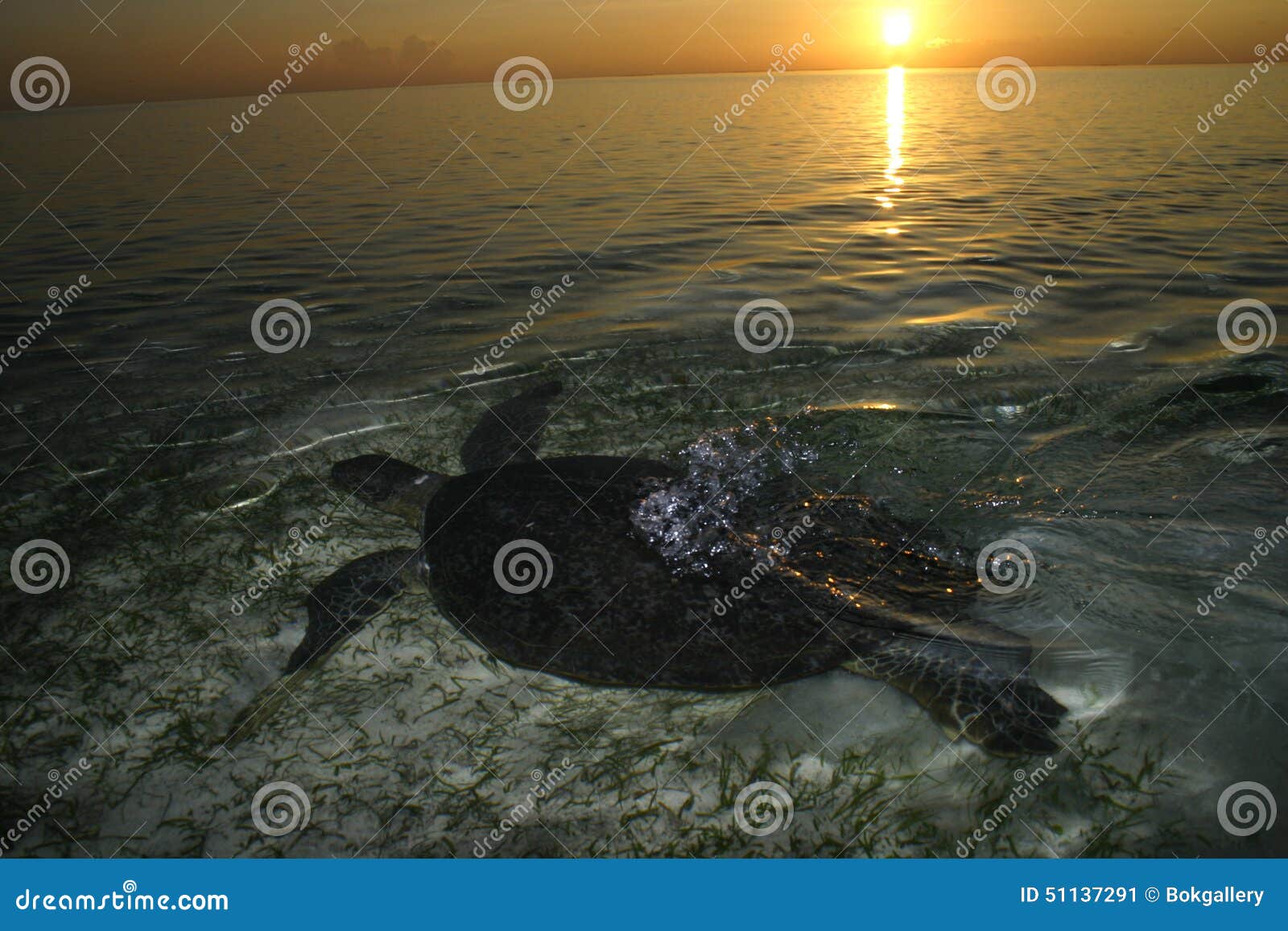 Sea turtle stock image. Image of sealife, aquatic, reptile - 51137291