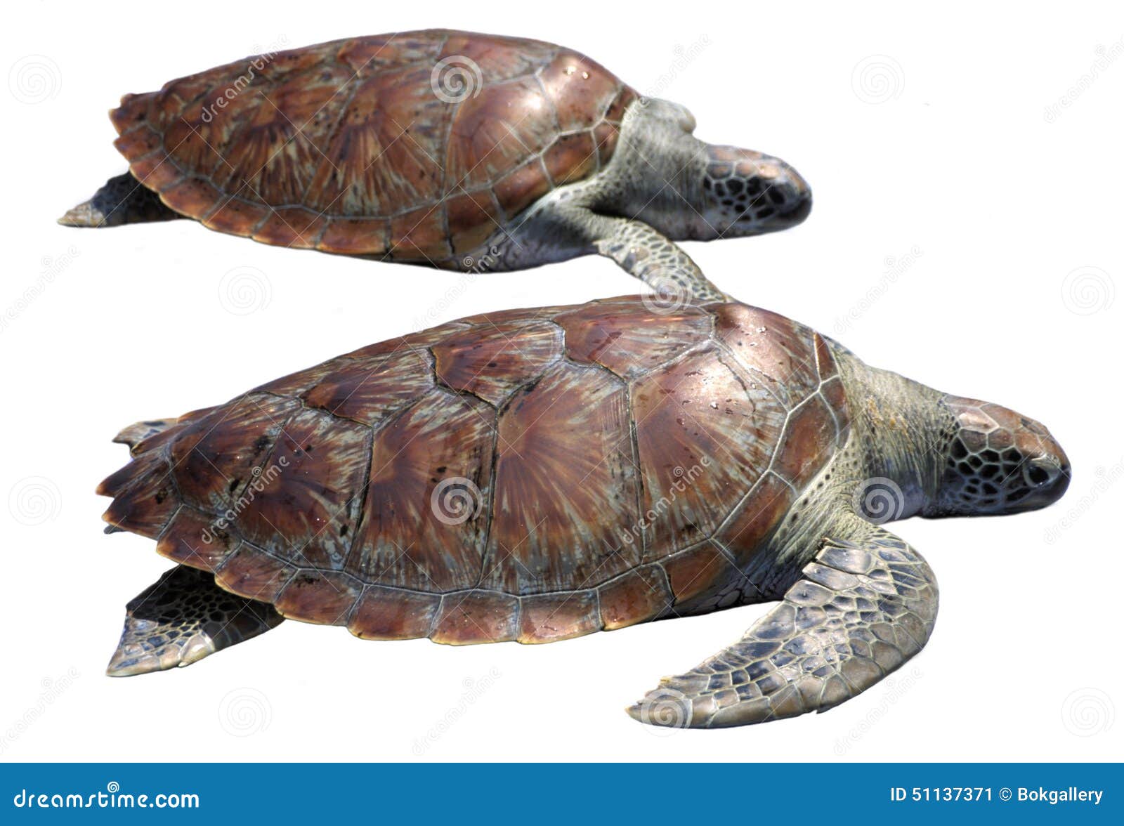 Sea turtle stock image. Image of nature, reptile, life - 51137371