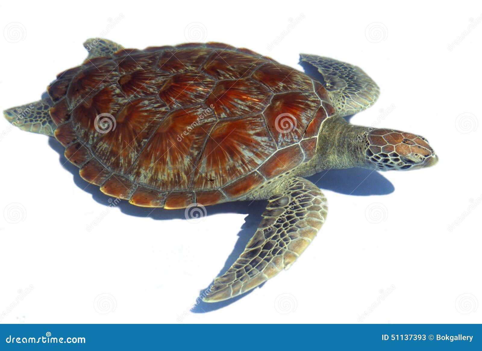 Sea turtle stock image. Image of underwater, shell, turtle - 51137393